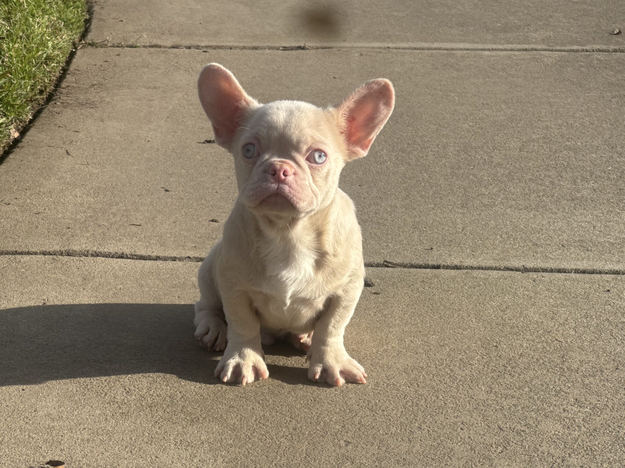 Aussie doodle – PuppyList