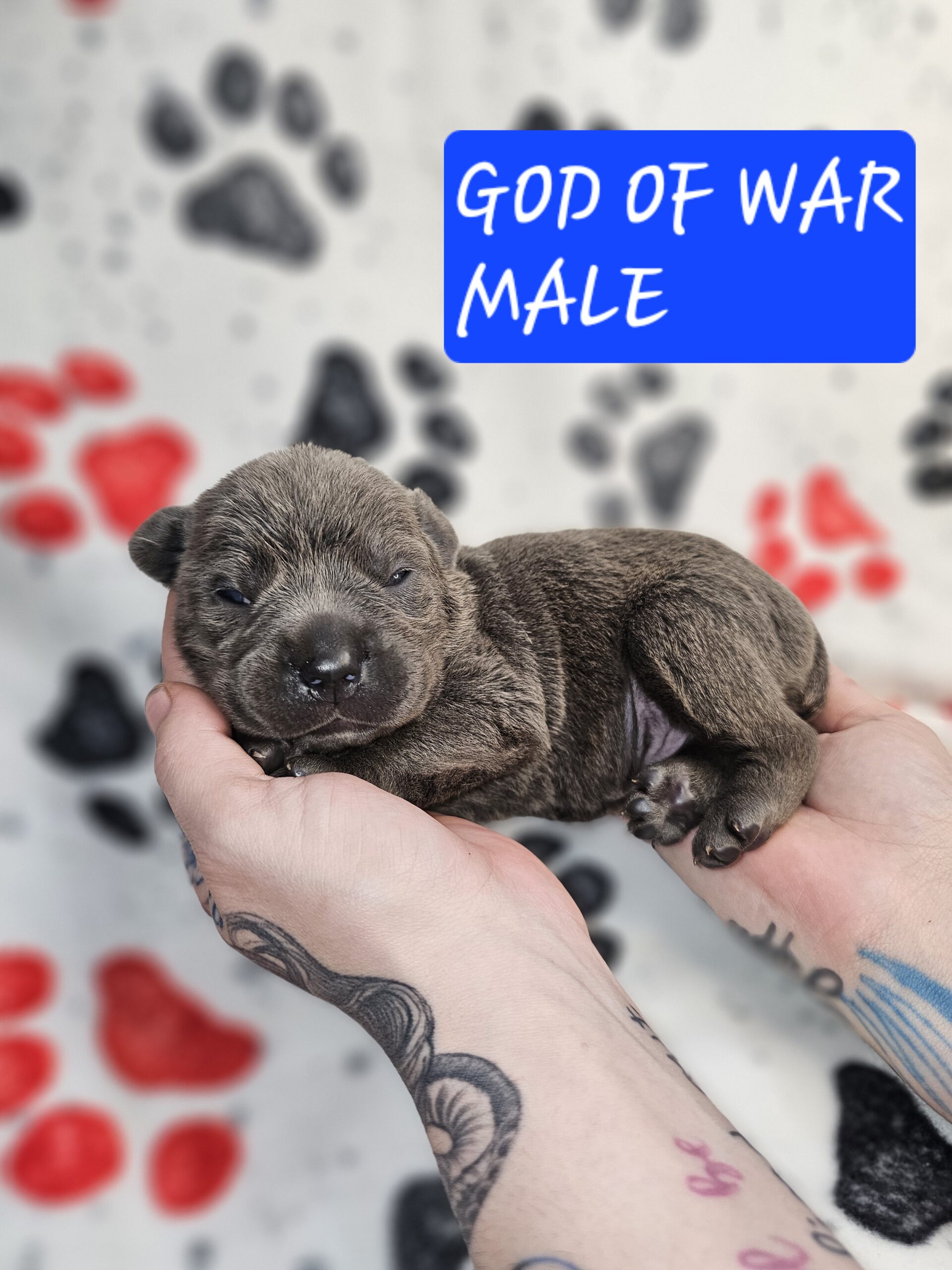 God Of War Cane Corso Puppies – PuppyList