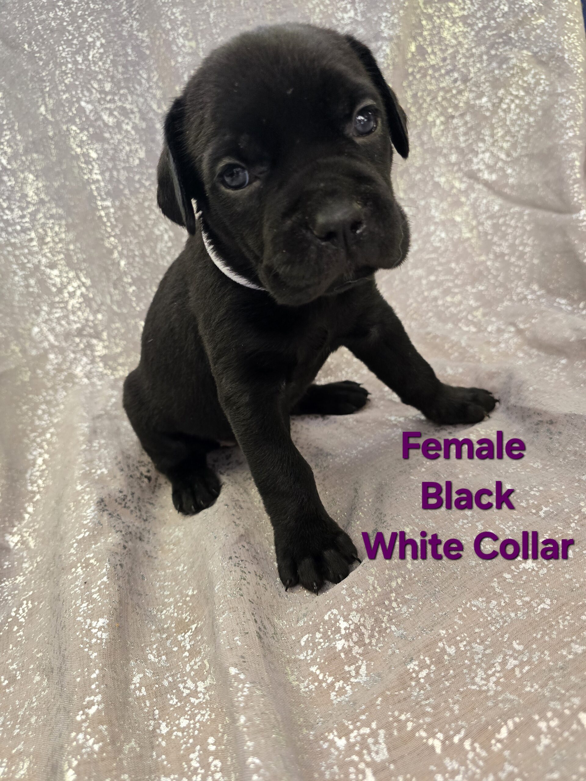 Cane Corso international grand champion line puppies – PuppyList