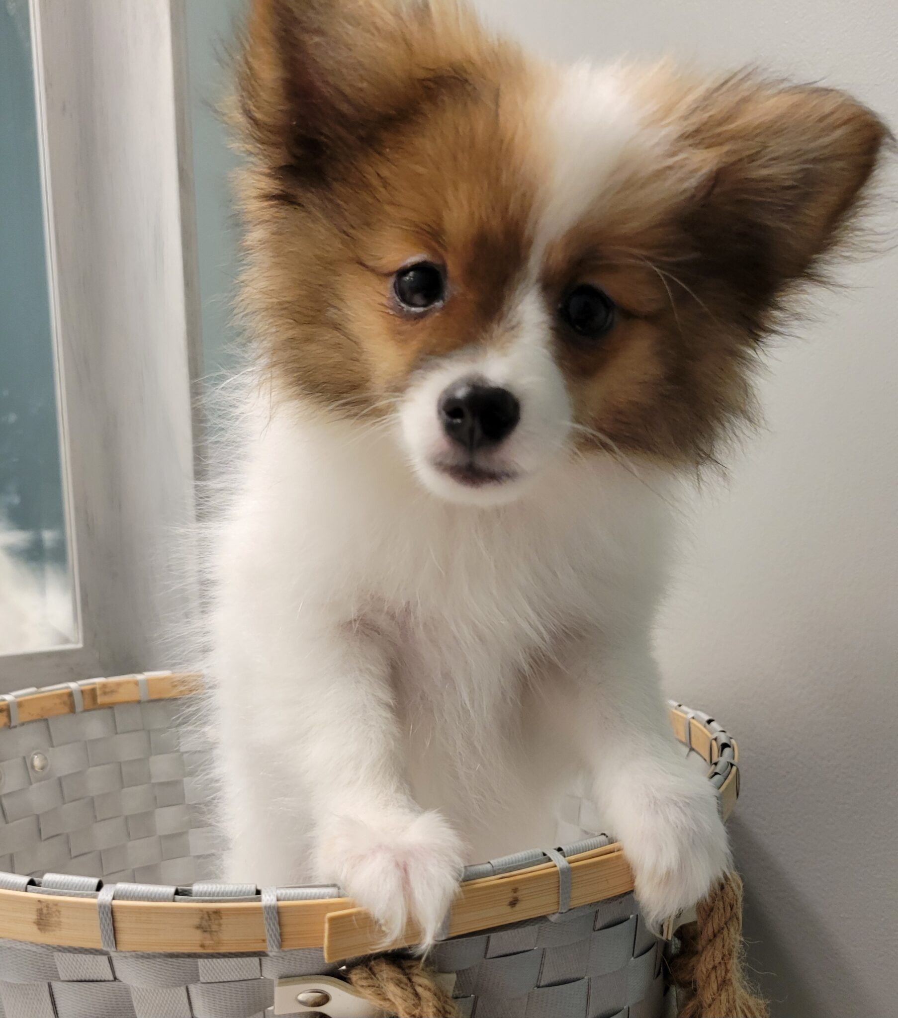 PuppyList – Find a Puppy Near You