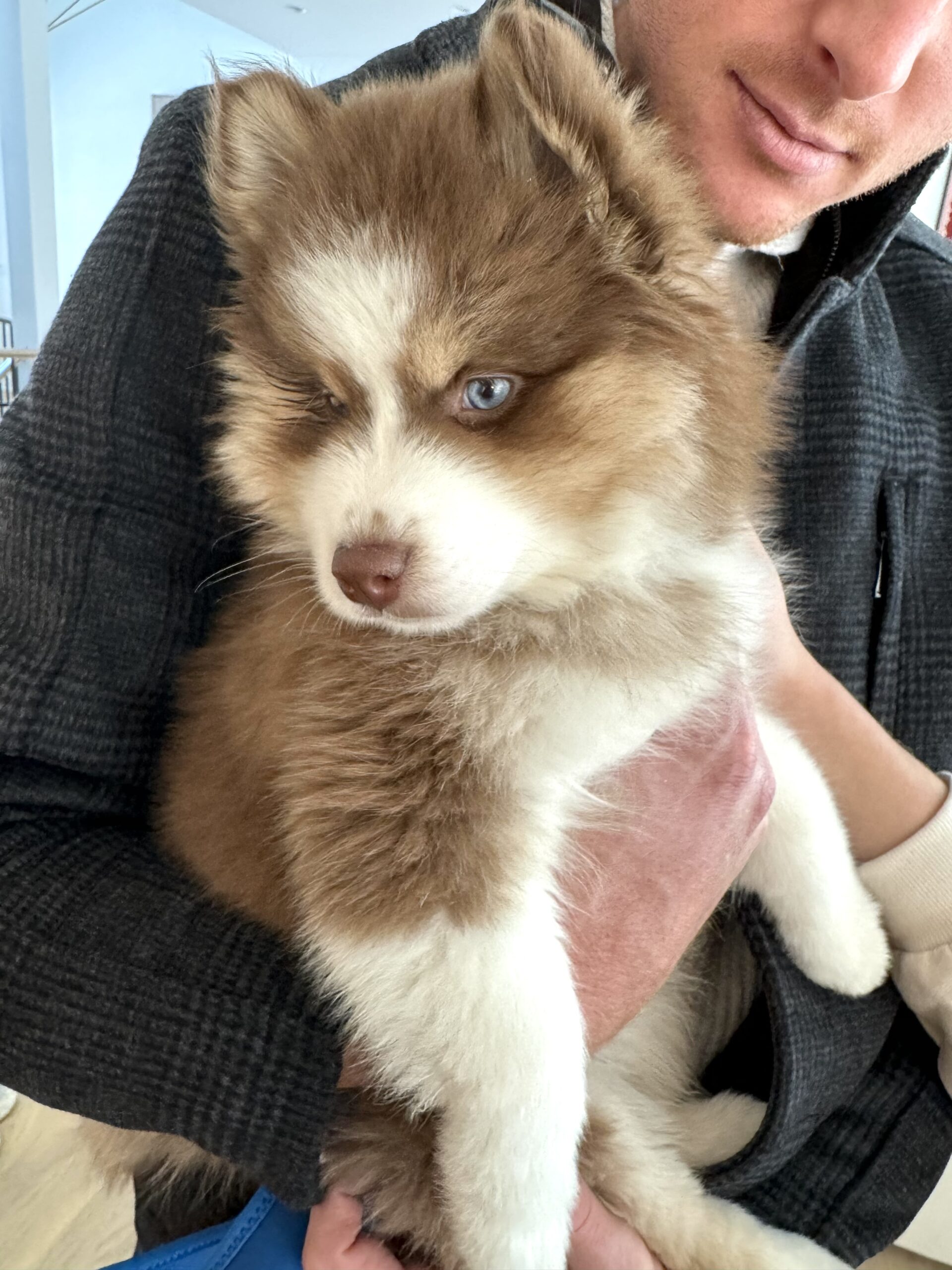 Pure Bred Pomsky with Blue Eyes – PuppyList