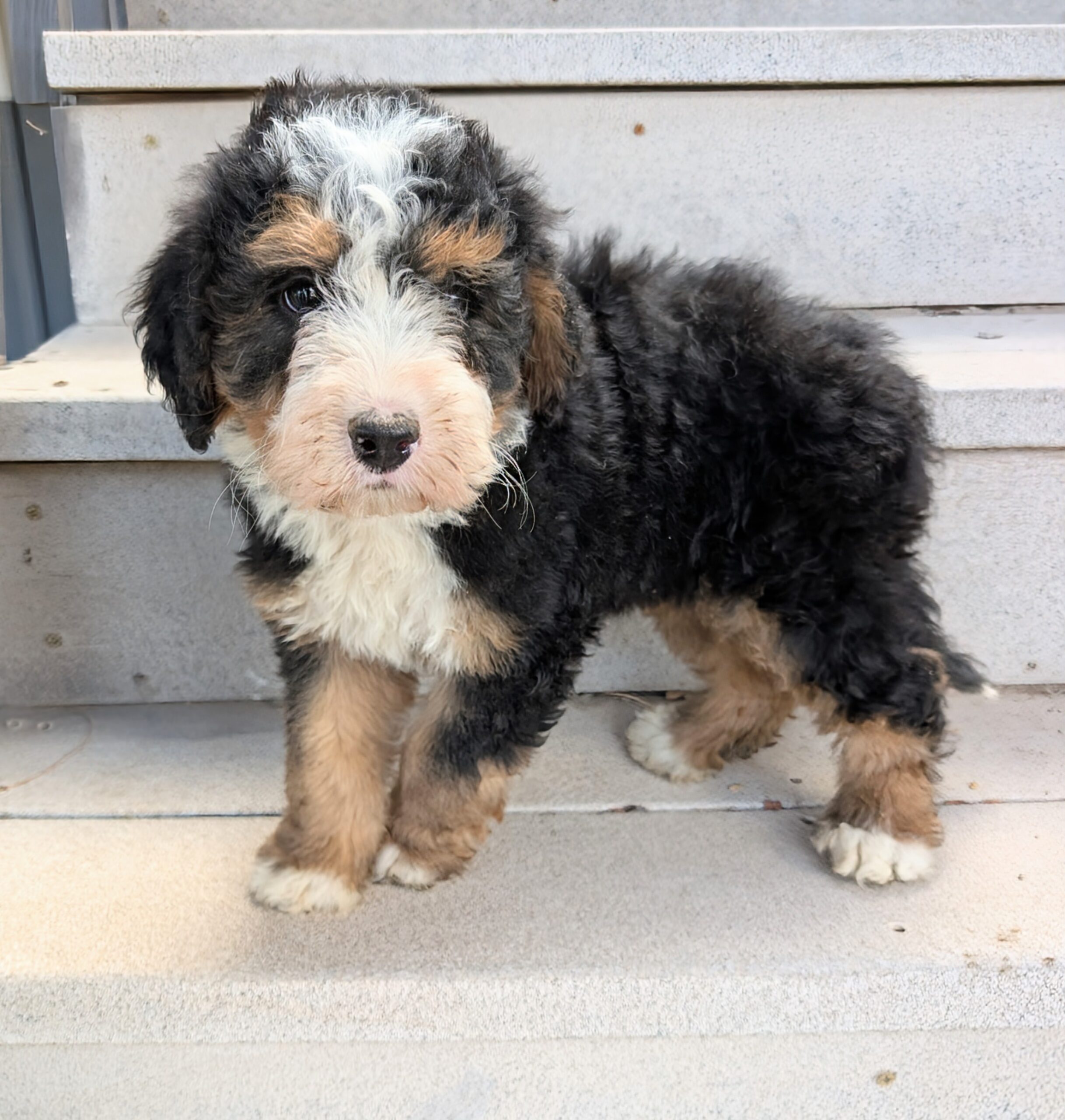 Reverse F1b Bernedoodle – Female – PuppyList