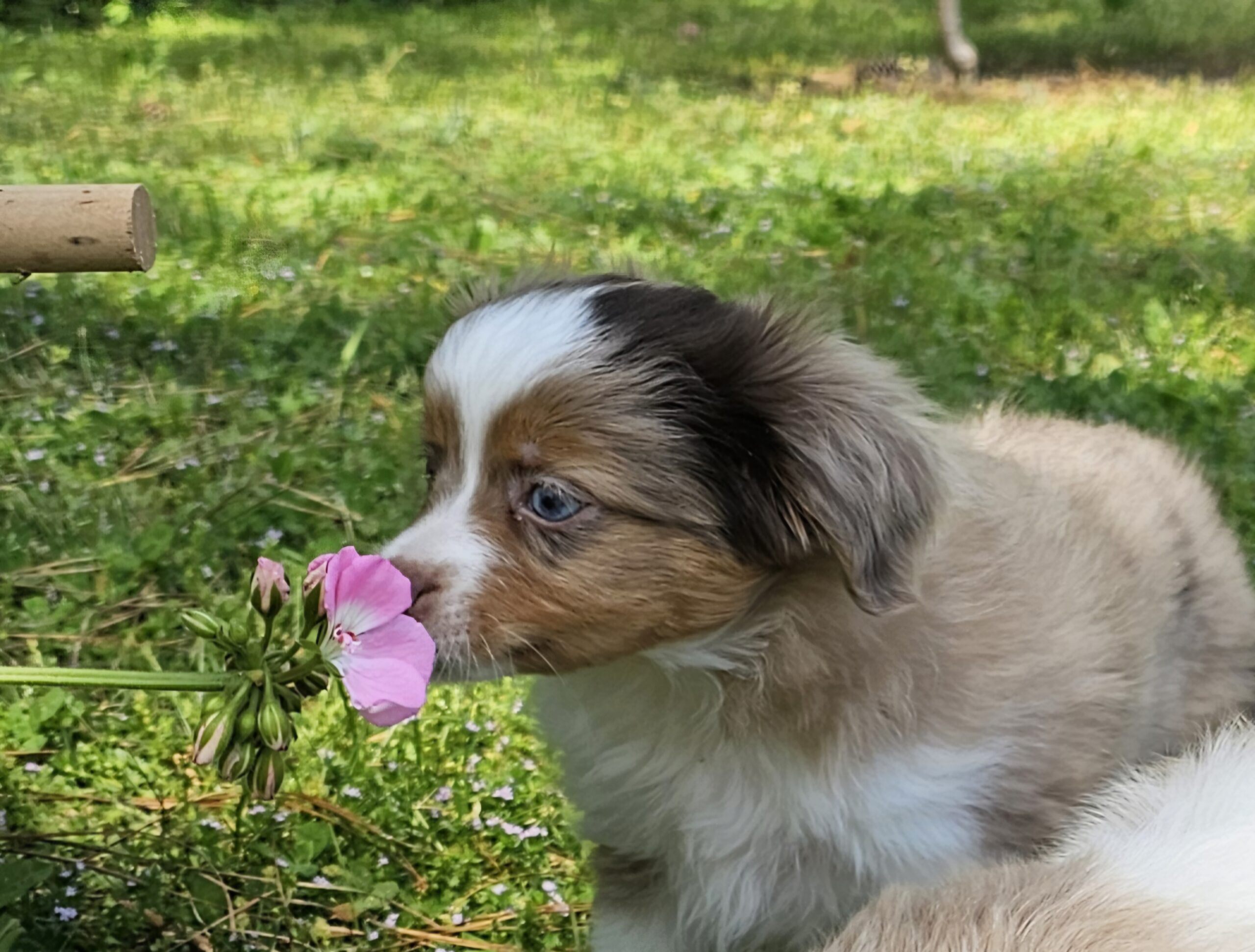 2 red merle female toy Australian Shepherds with blue eyes. – PuppyList