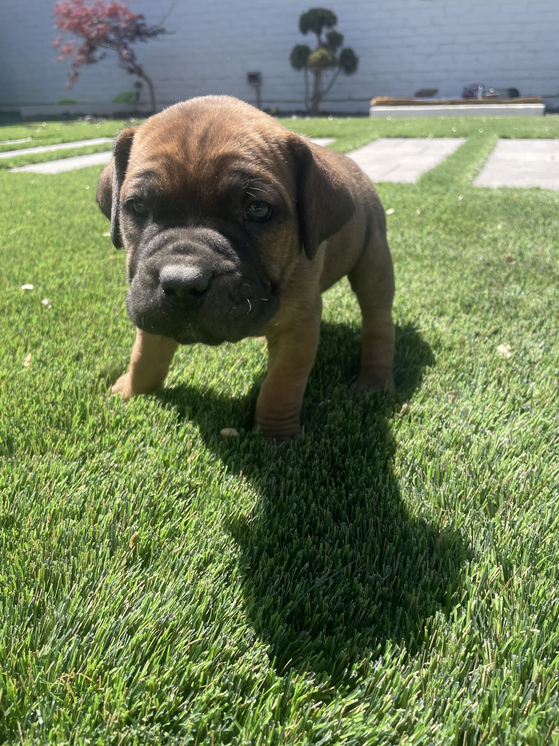 Male Cane Corso – PuppyList