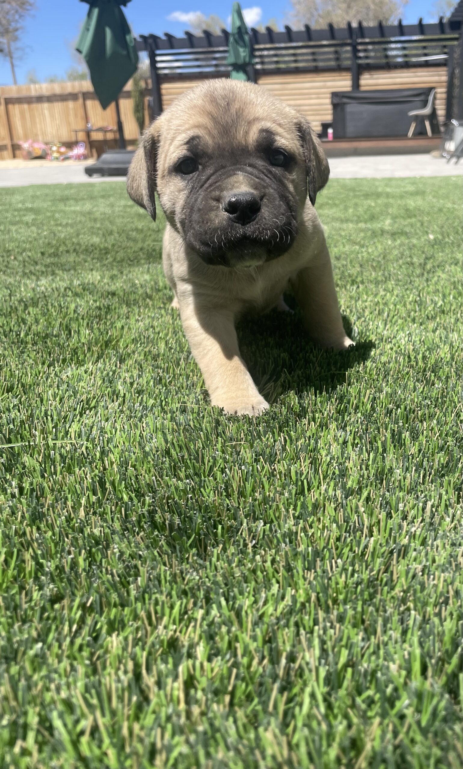 Full Breed Female Cane Corso (ICCF) – PuppyList