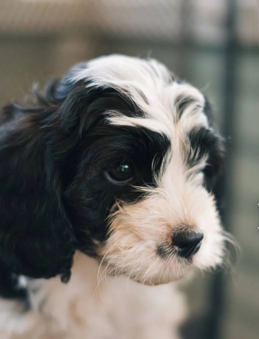 Cavapoo f1 puppy – PuppyList