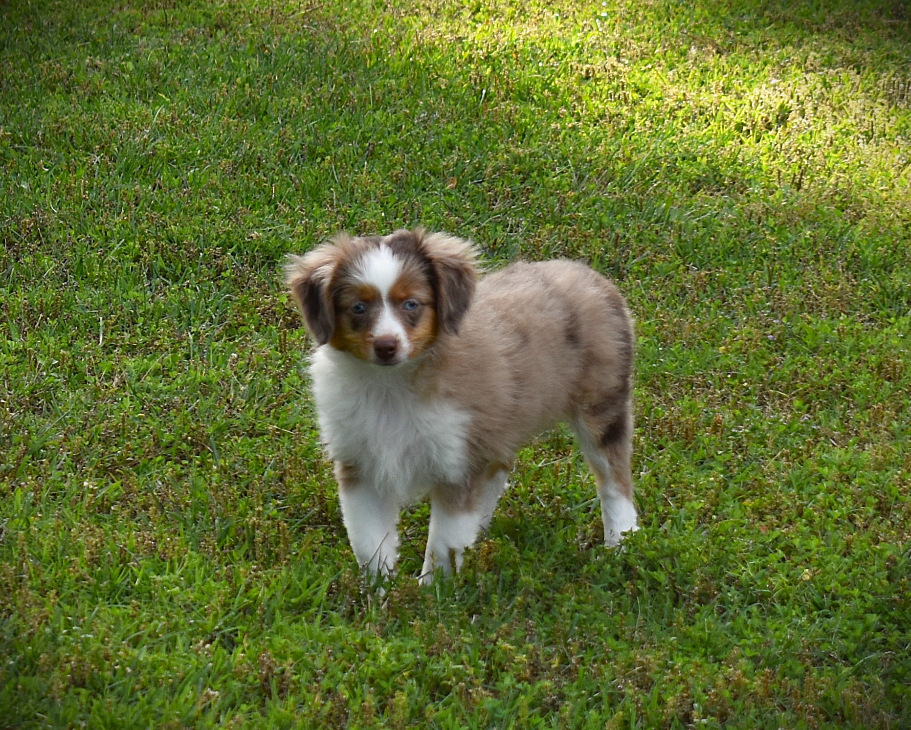 Red merle female toy Australian Shepherd with blue eyes. – PuppyList