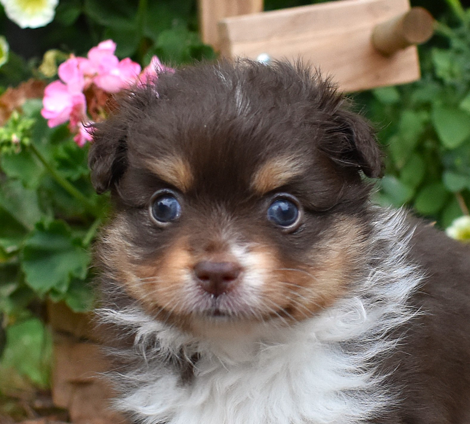 Tiny Toy (teacup) Red Tri Female Australian Shepherd – PuppyList