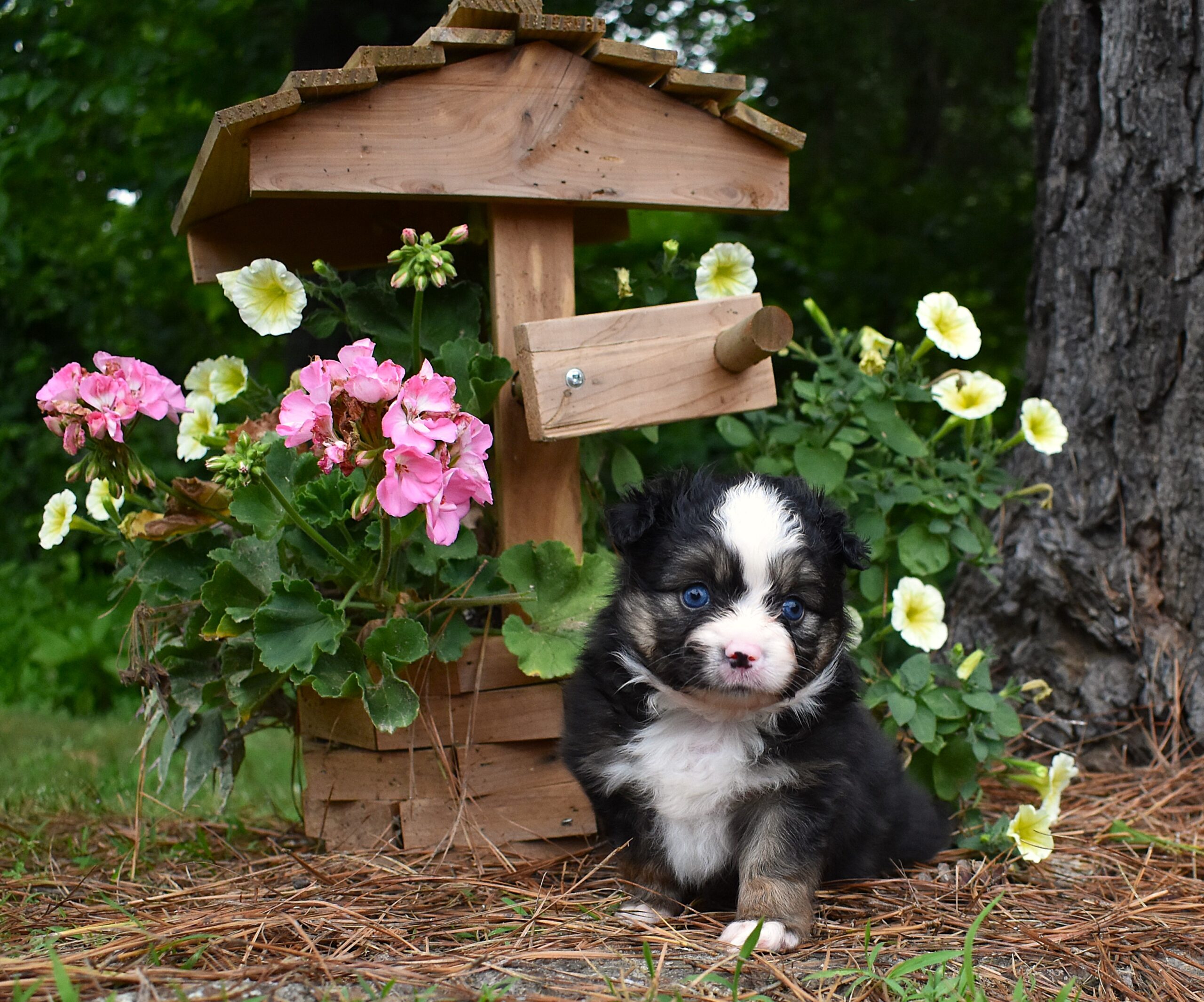 Toy Black Tri Australian Shepherd female with blue eyes – PuppyList