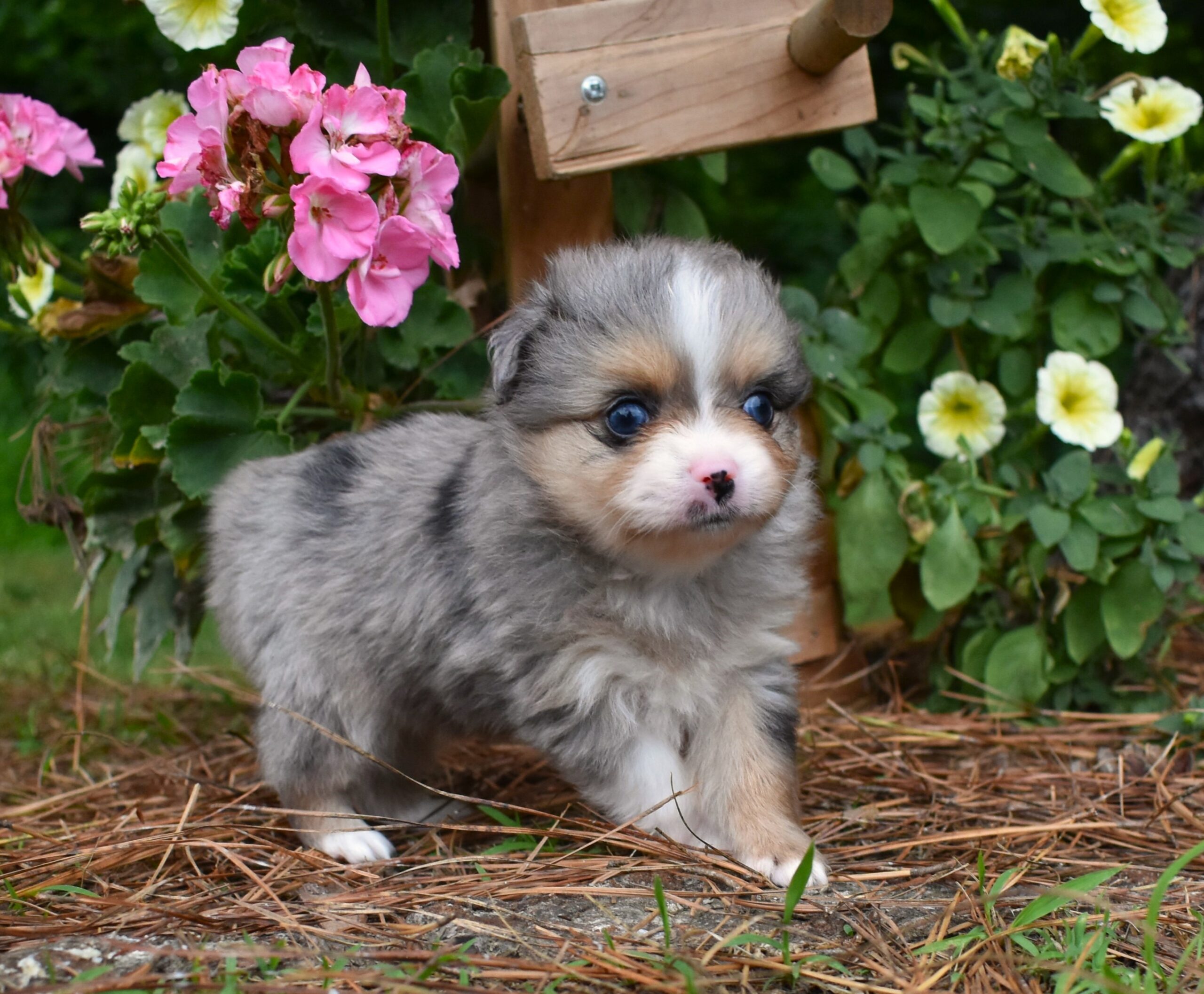 Tiny Toy (teacup) Blue Merle Australian Shepherd – PuppyList