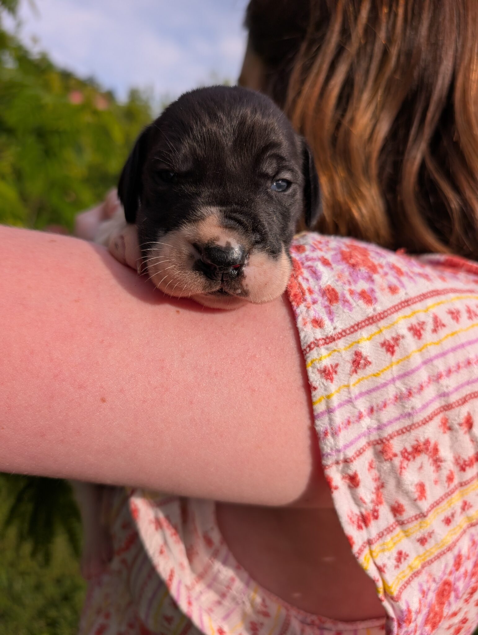 PuppyList – Find a Puppy Near You