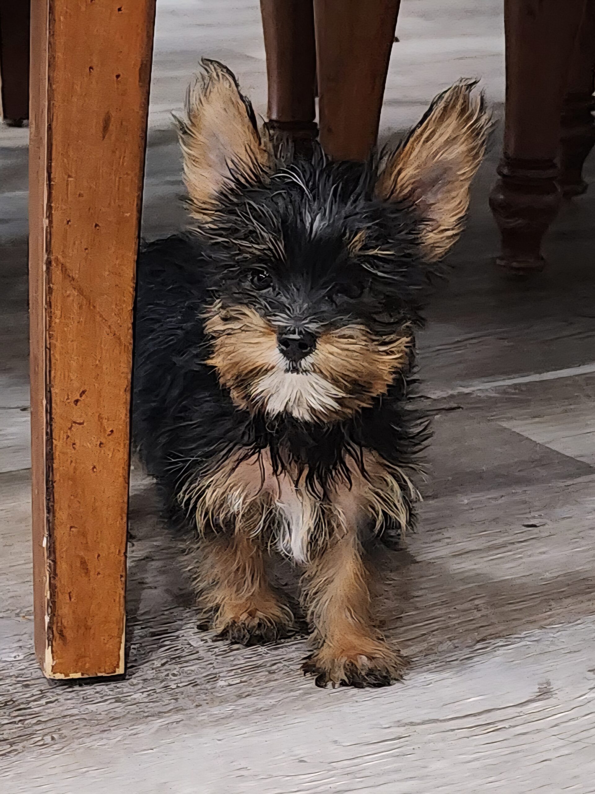 Purebred Male Yorkshire Terrier – PuppyList