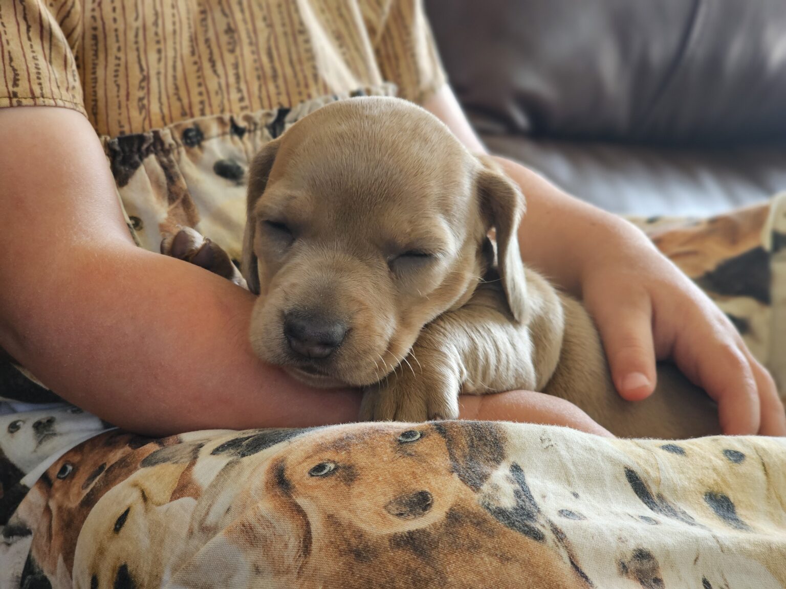 Pure Breed Rottweiler Puppylist