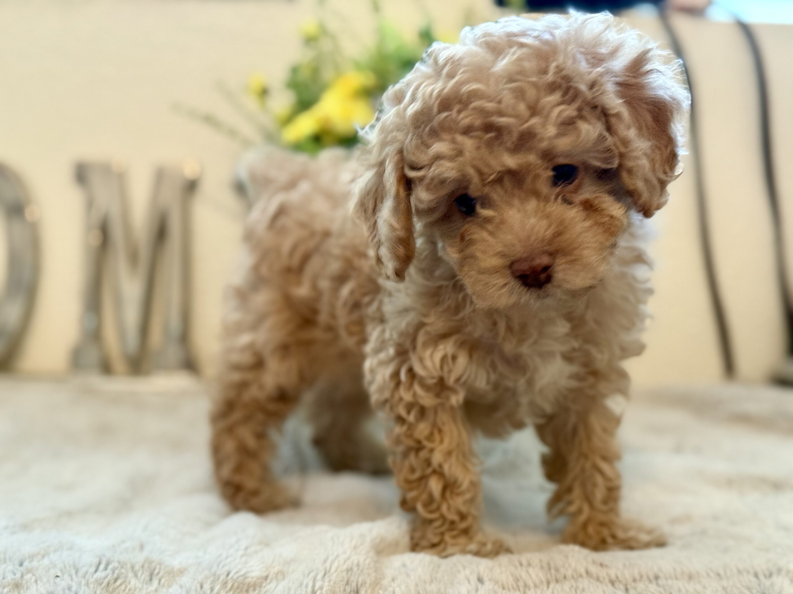 8 wk F2 Cockapoo puppies – PuppyList