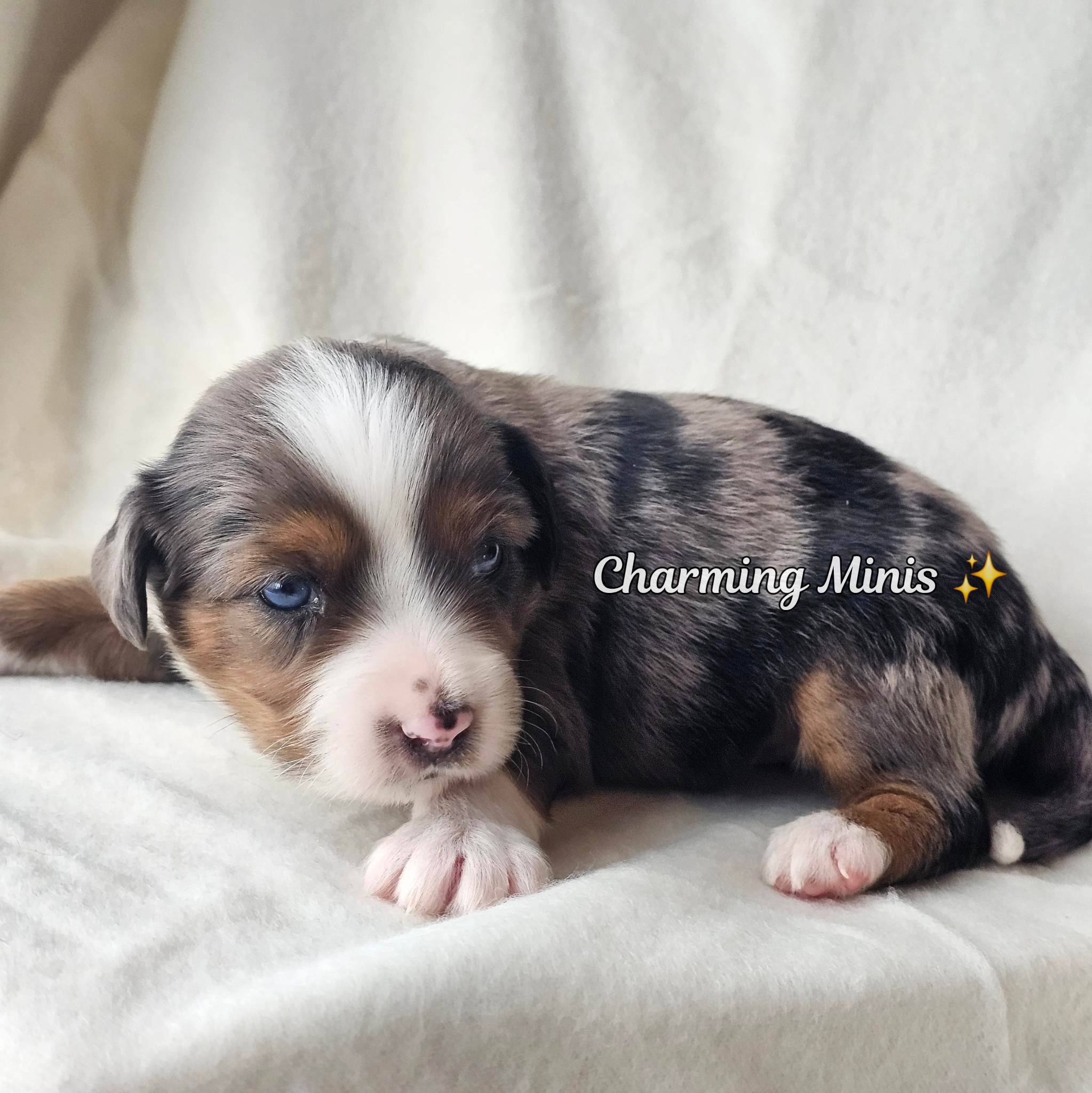 Merle Cavalier King Charles Spaniels Merle Aussalier Puppies – PuppyList