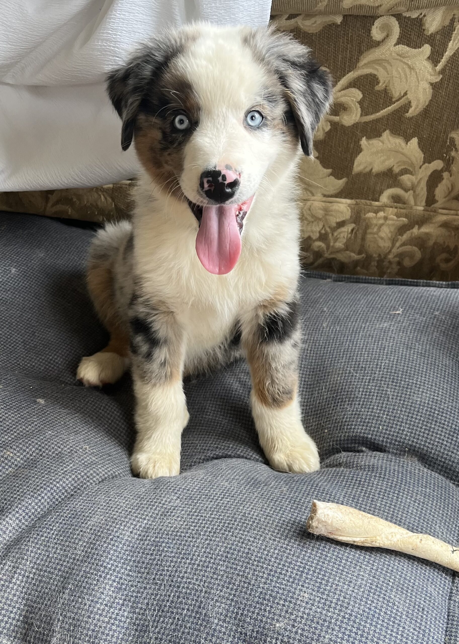 SOLD – PuppyList