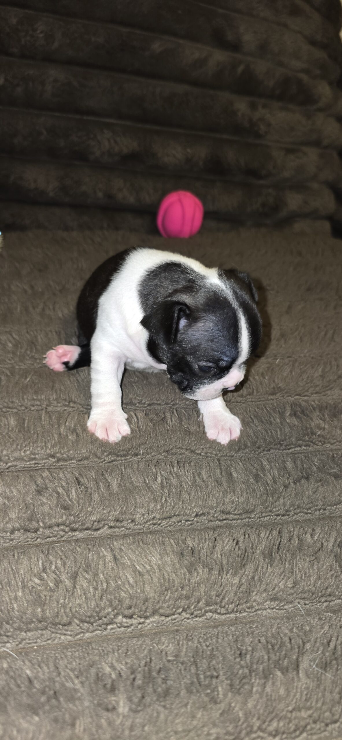 PuppyList – Find a Puppy Near You