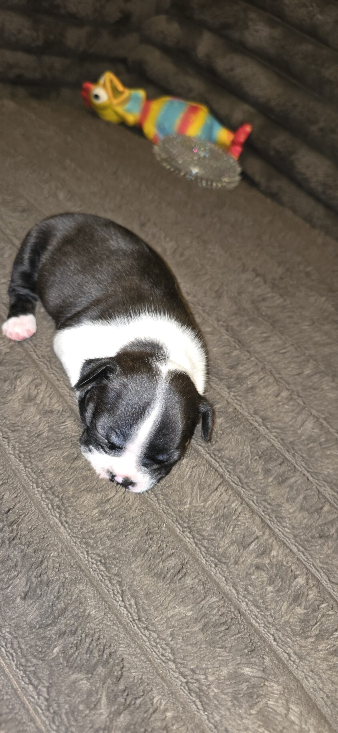 PuppyList – Find a Puppy Near You