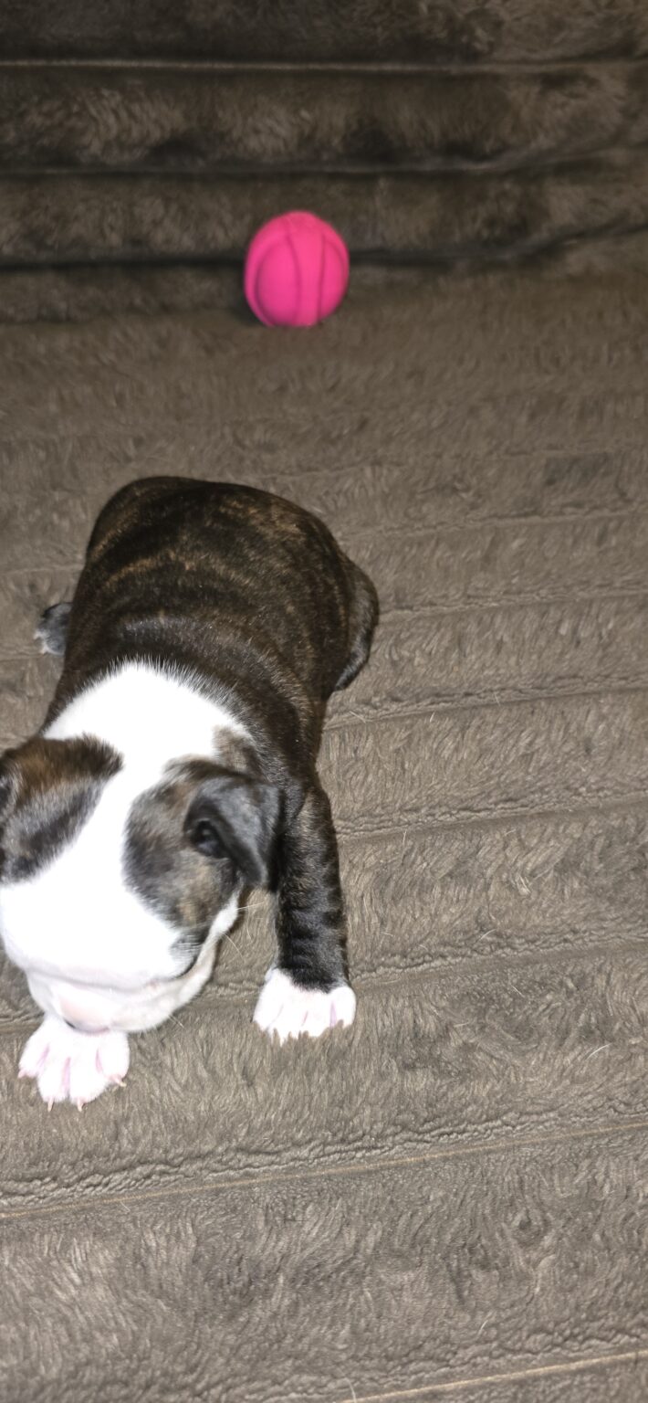 PuppyList – Find a Puppy Near You