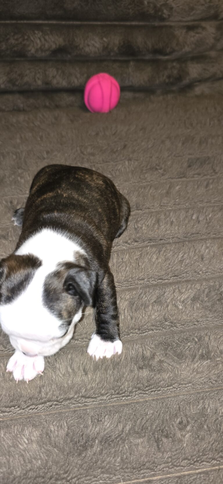 PuppyList – Find a Puppy Near You