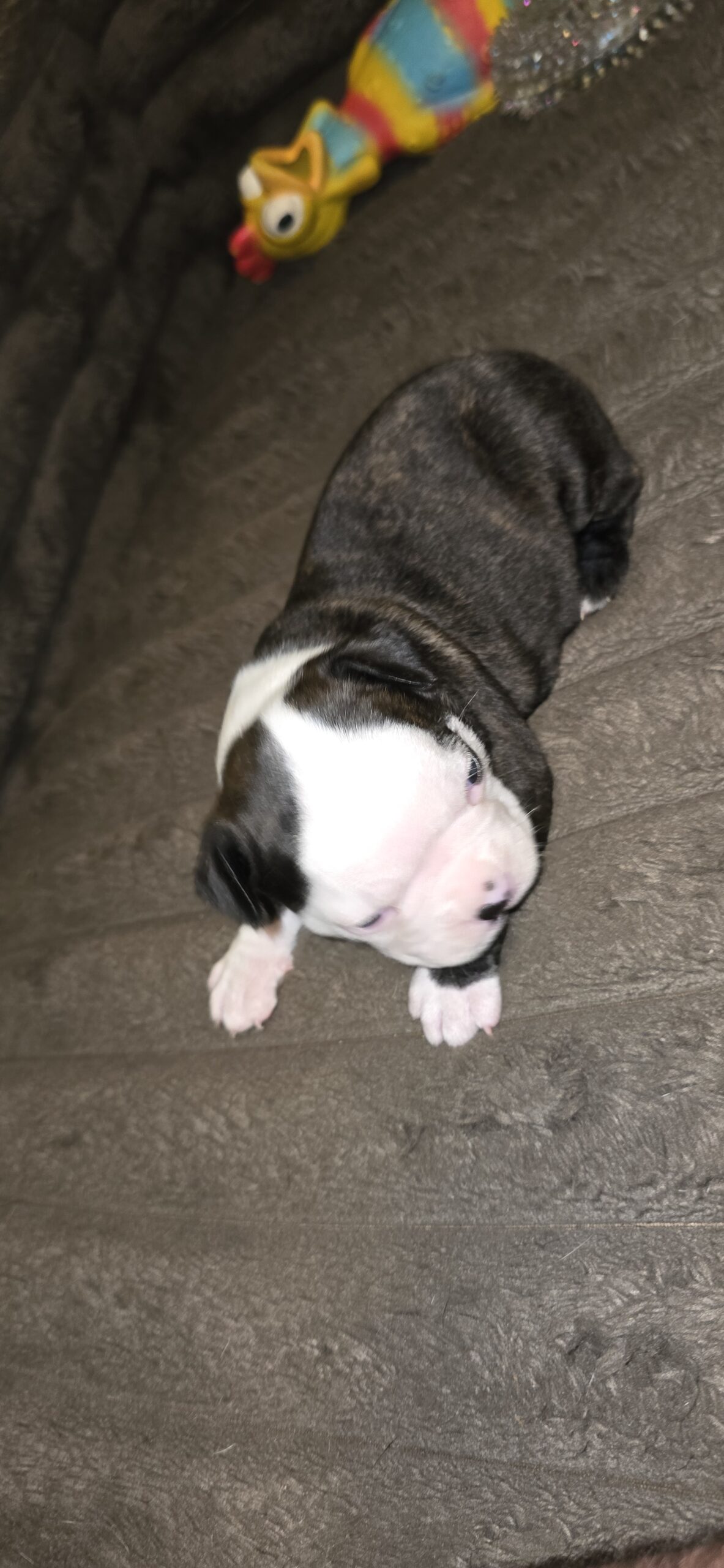 PuppyList – Find a Puppy Near You