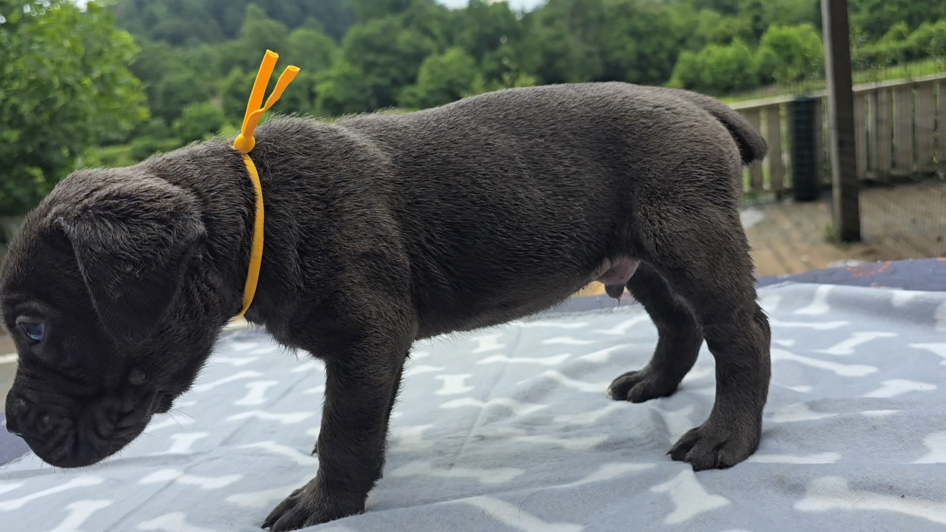 AKC/ICCF Cane Corso – PuppyList