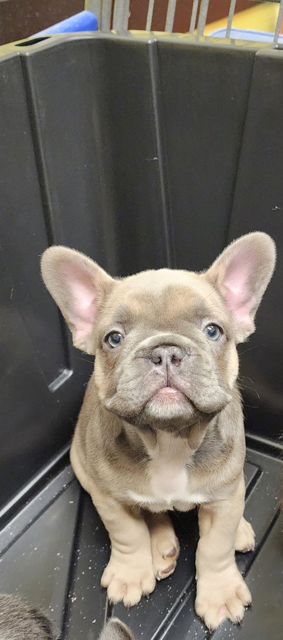 💜 Purple Girl–Lilac Fawn Frenchie with Fluffy & Cocoa DNA 💜 – PuppyList