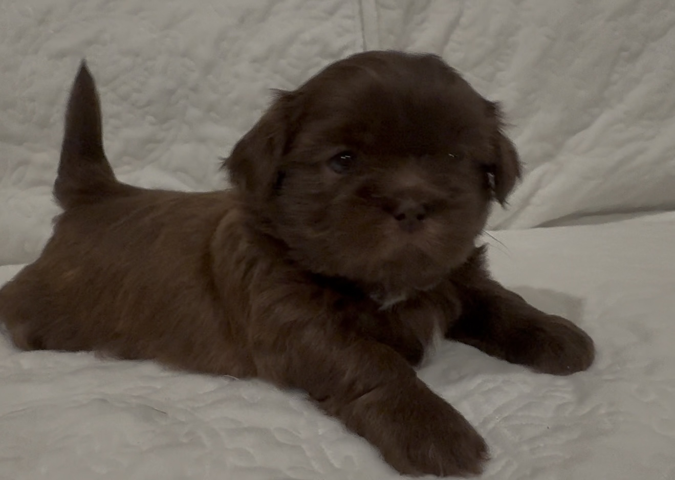 Bruno is a brown Shih Tzu, male, 4 weeks old, birthday June 17, 2025 ...
