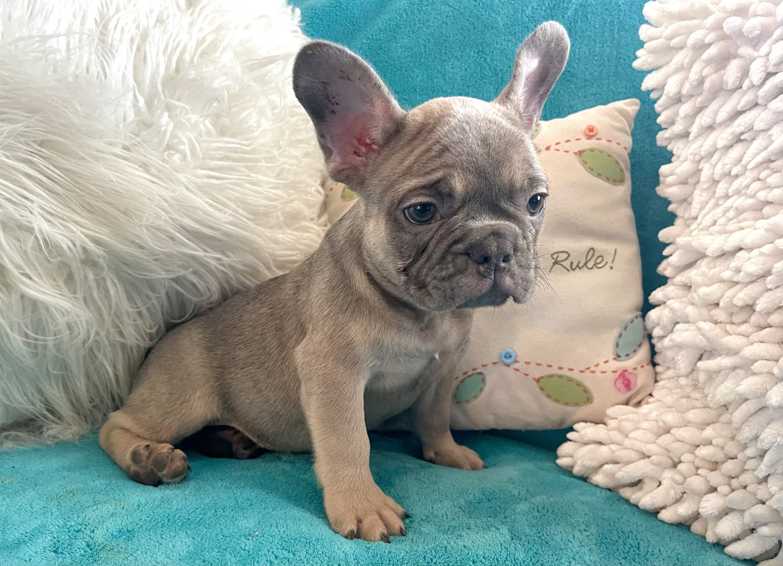 “VISION” – BLUE FAWN FLUFFY CARRIER – PuppyList