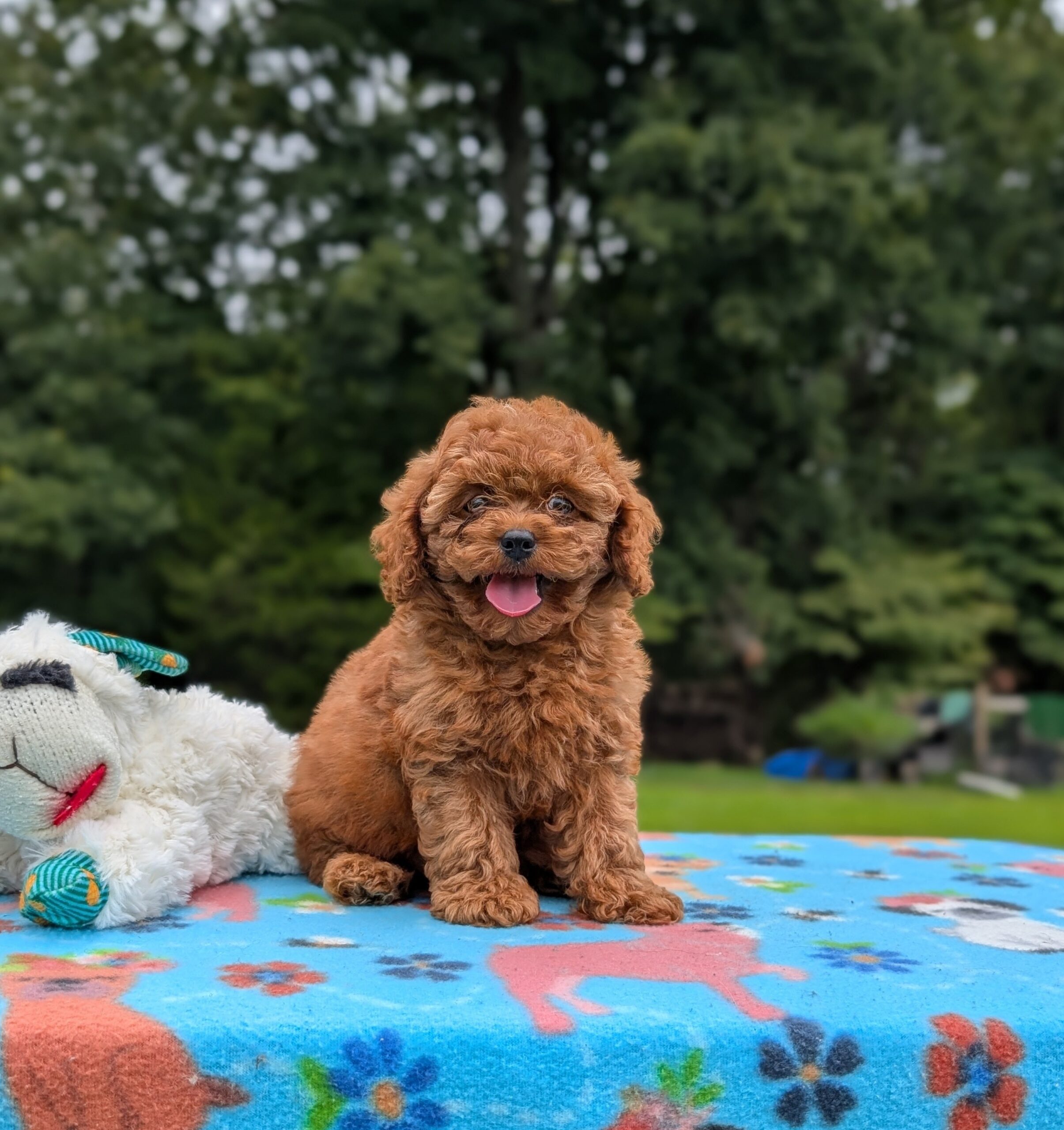 F1b Cavapoo Male – PuppyList