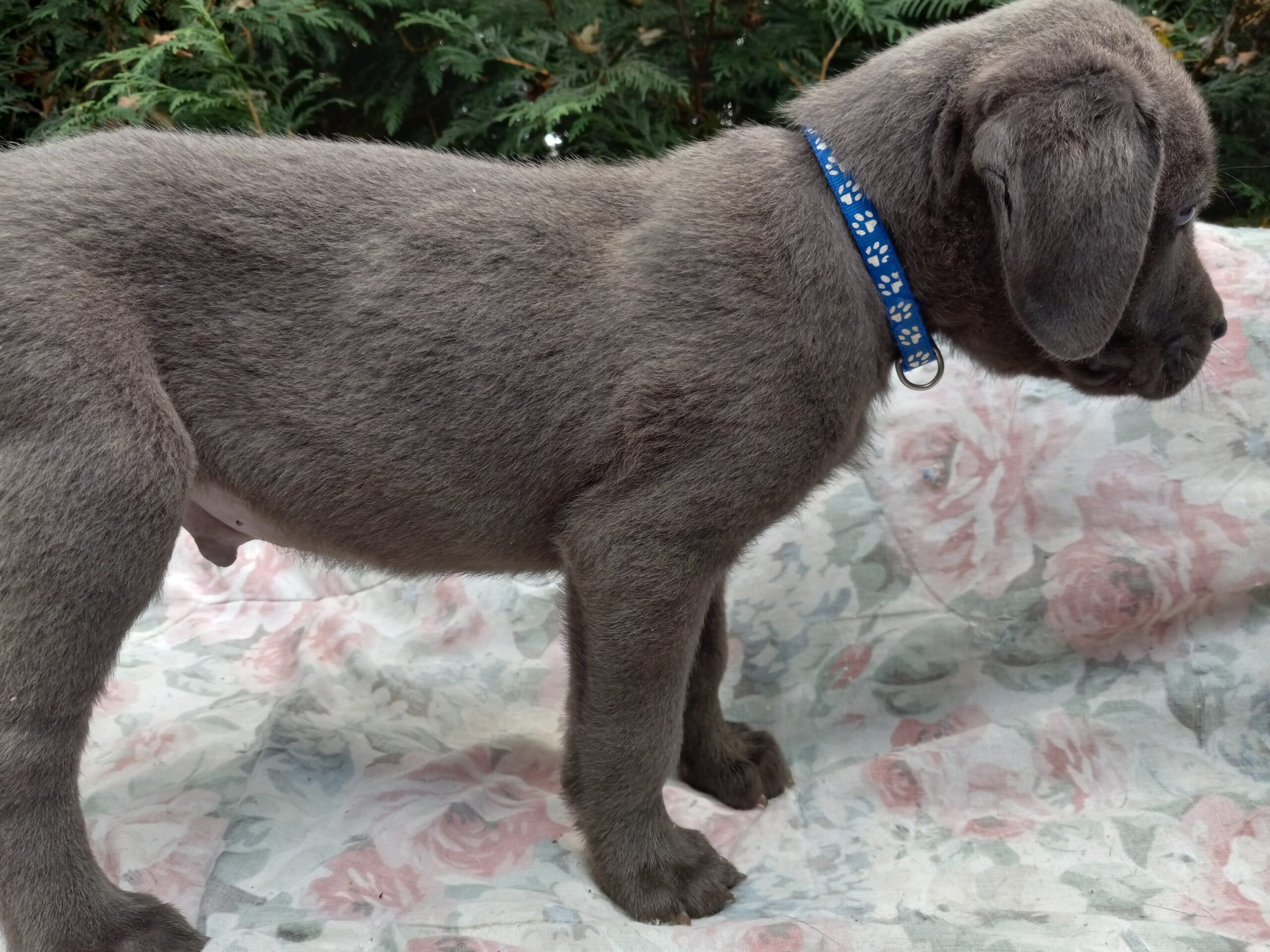 Cane Corso Pick of Litter Male – PuppyList