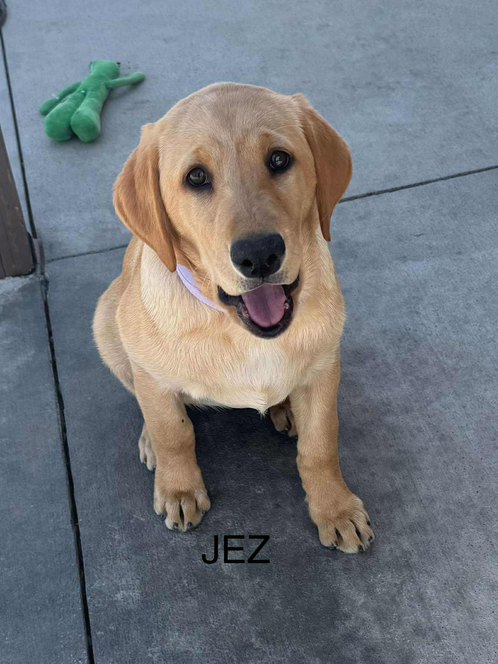 AKC Registered Fox Red Labrador Puppy – PuppyList
