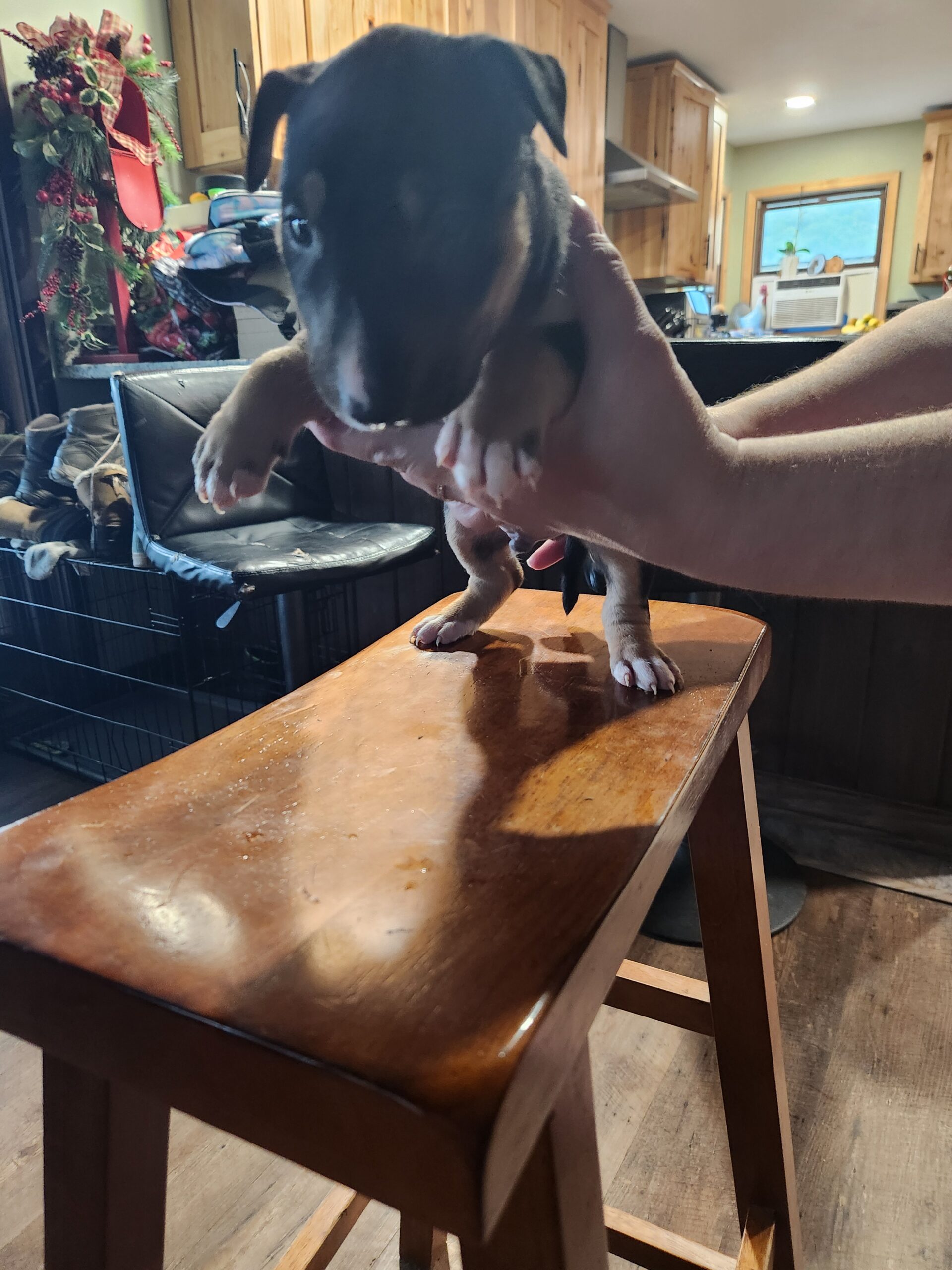 Male bull terrier – PuppyList