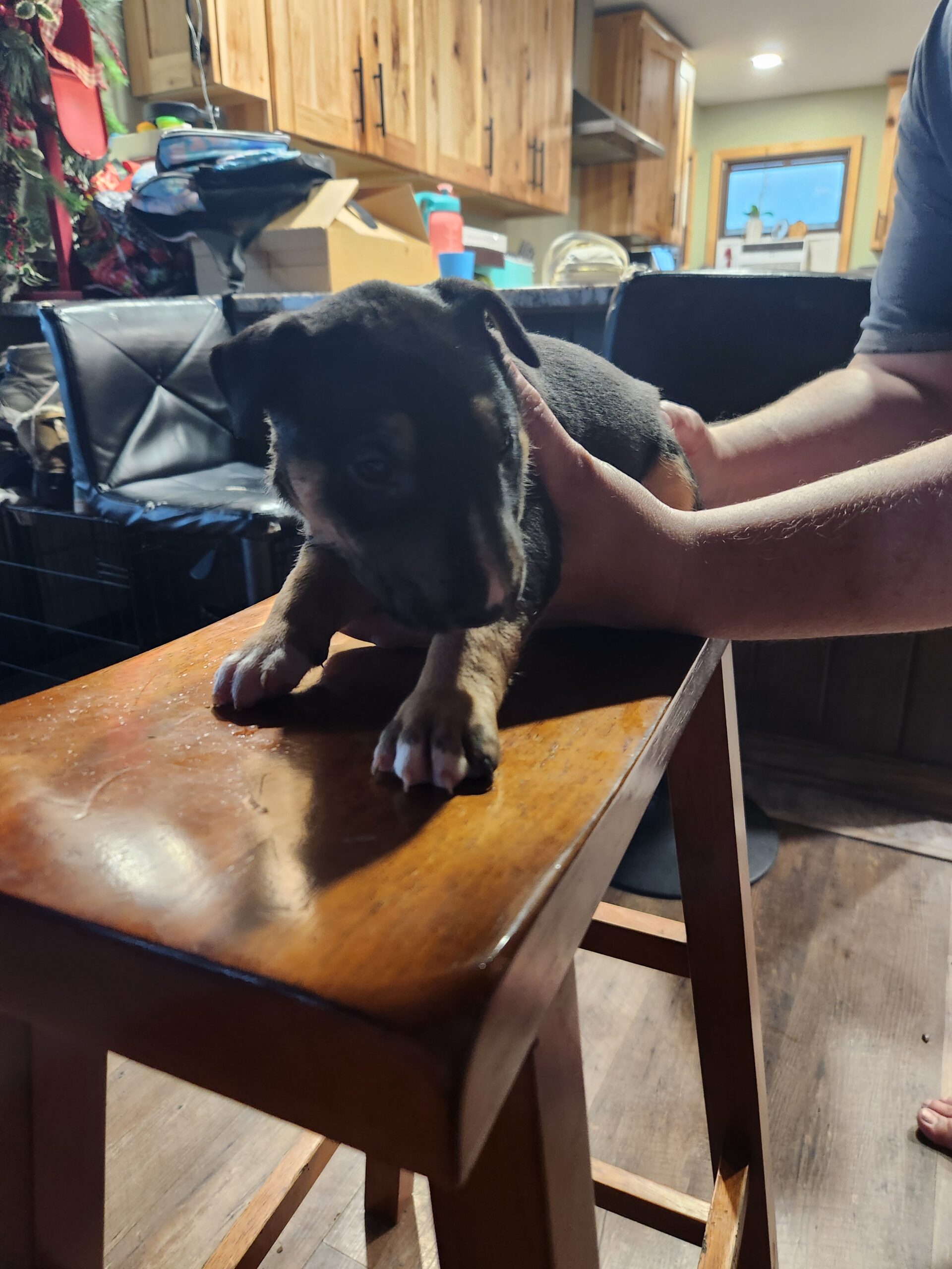 Female bull terrier – PuppyList