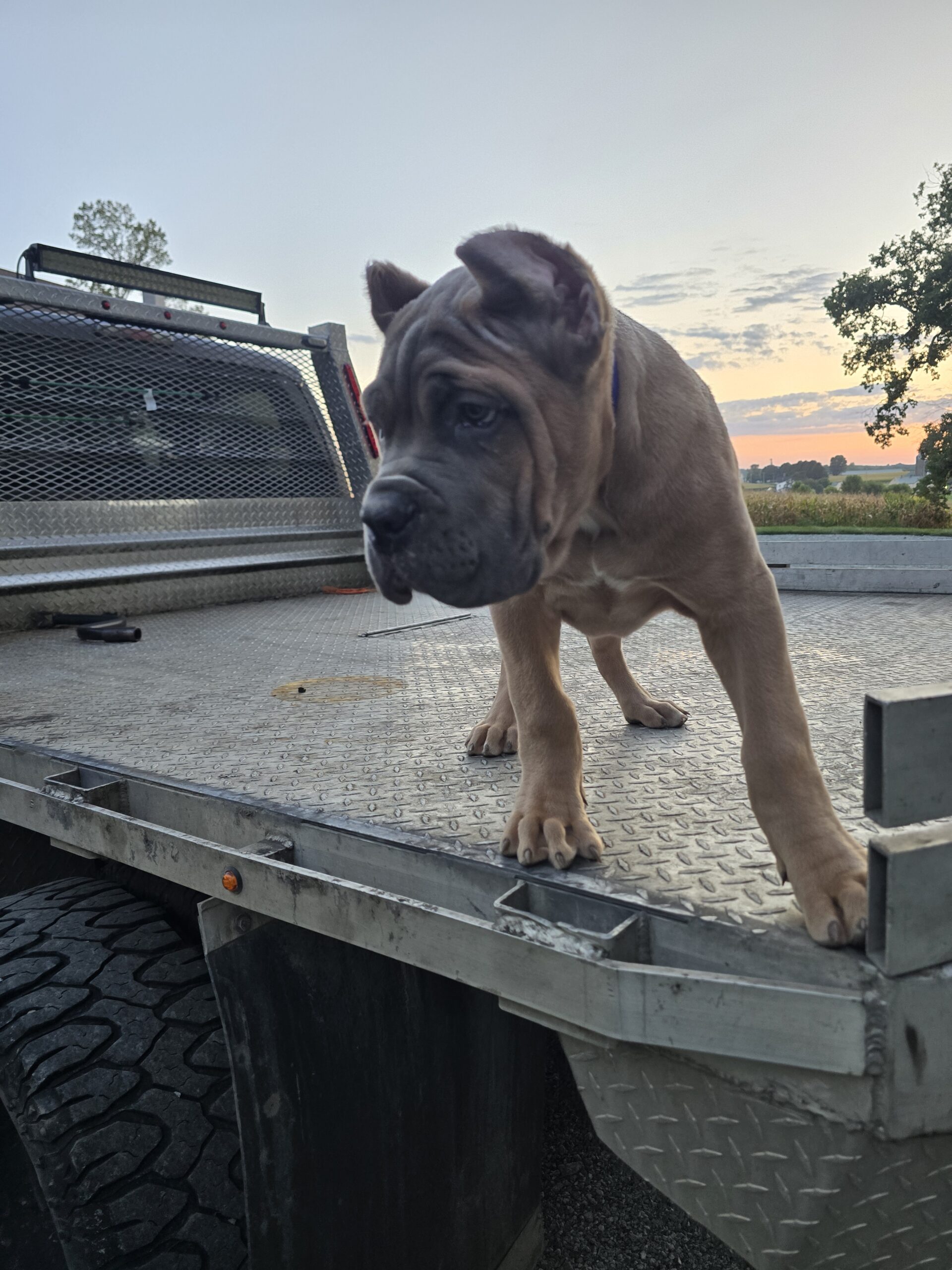 ICCF registered Cane Corso – PuppyList