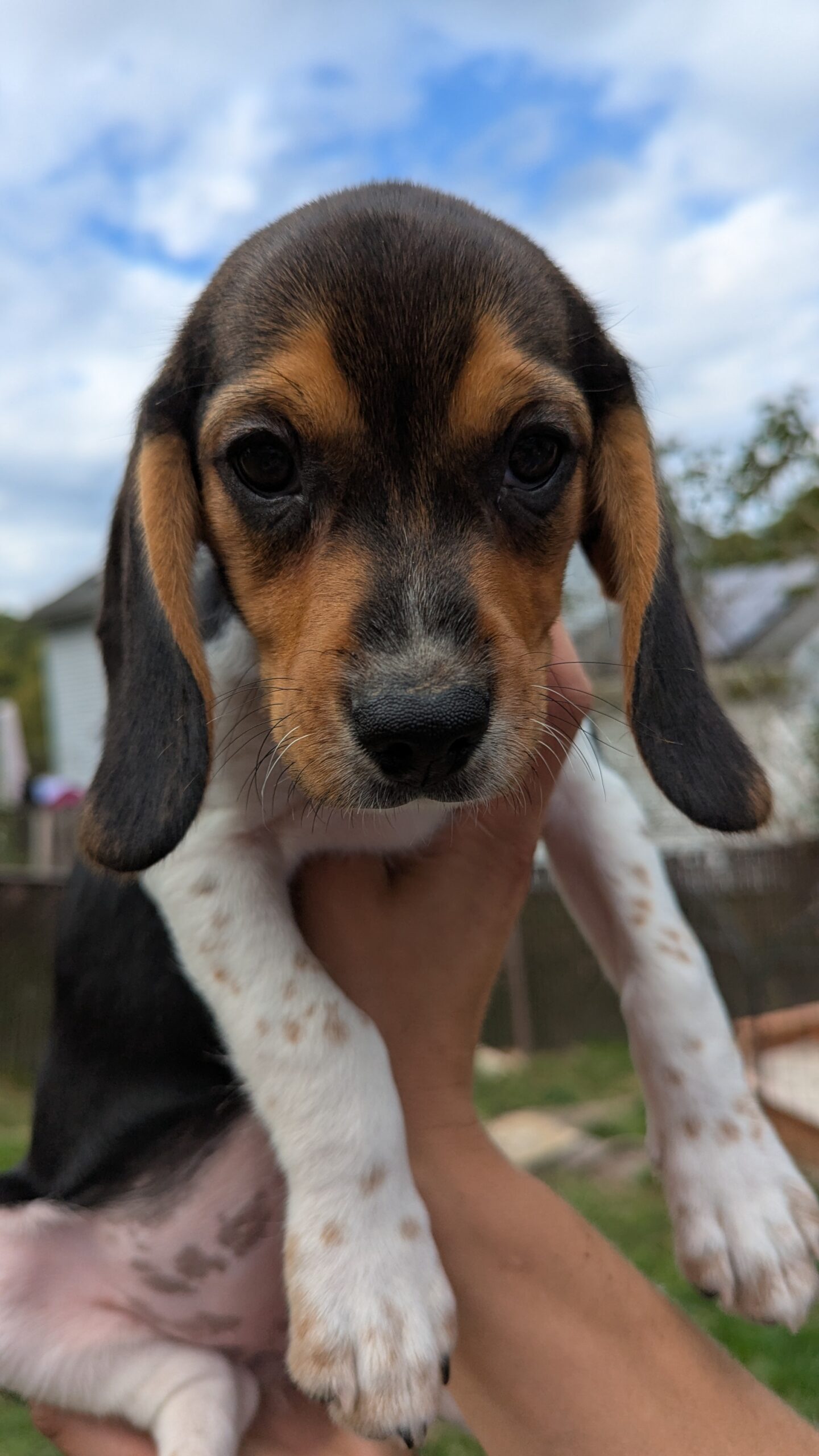 Purebred beagle – PuppyList
