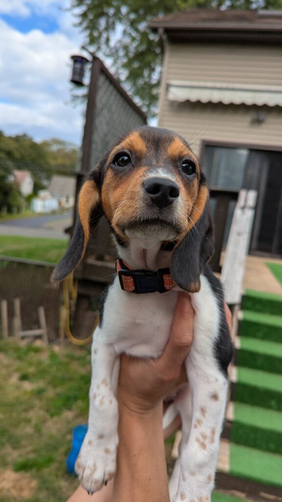 Purebred beagle – PuppyList
