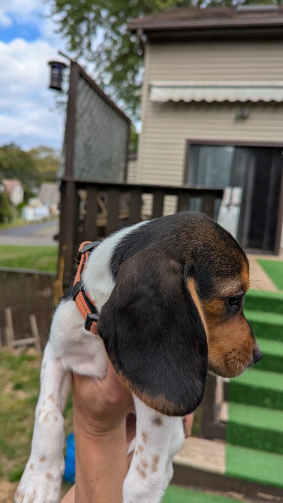 Purebred beagle – PuppyList