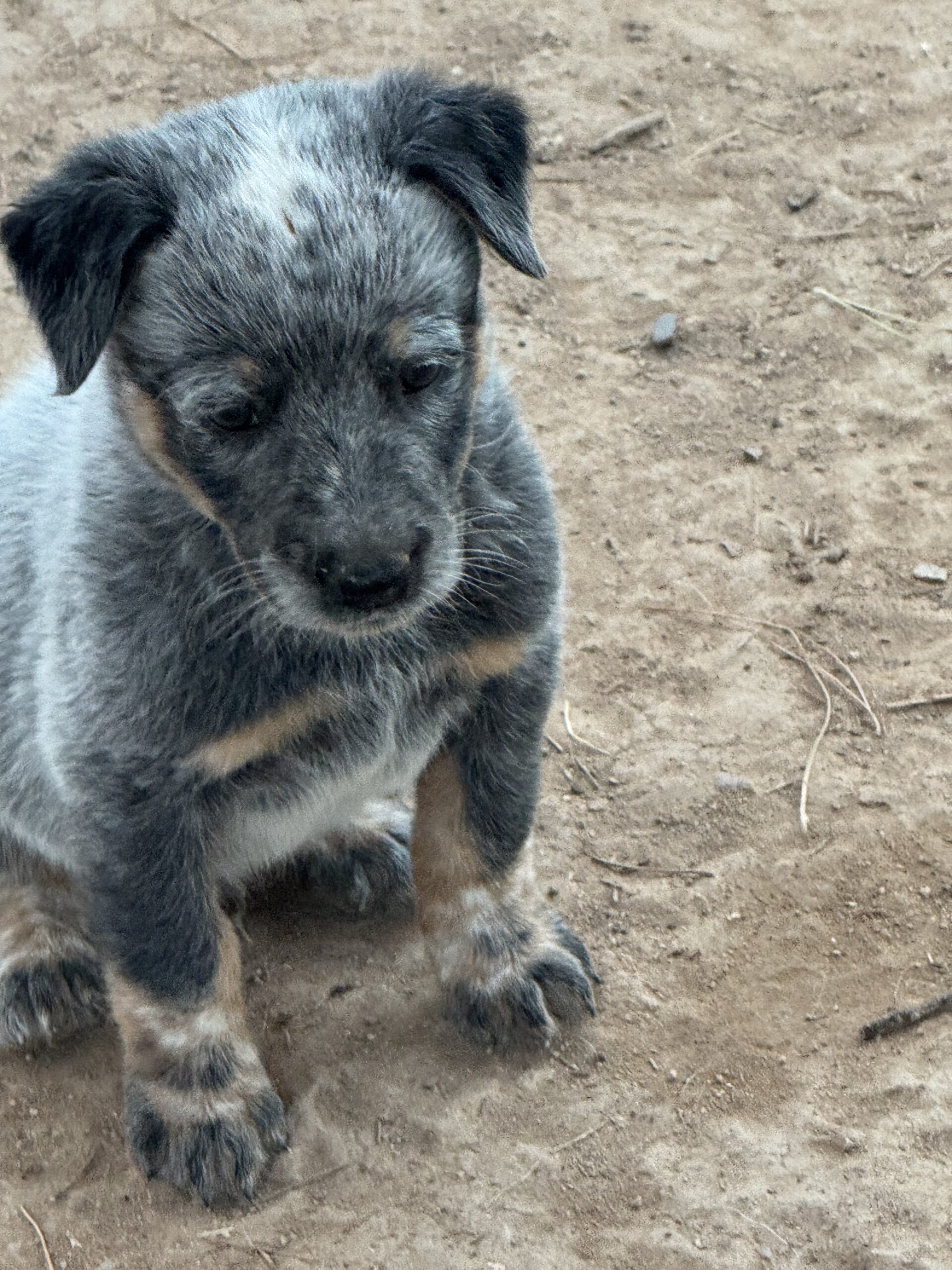 Australian cattle dog/Queensland healer – PuppyList