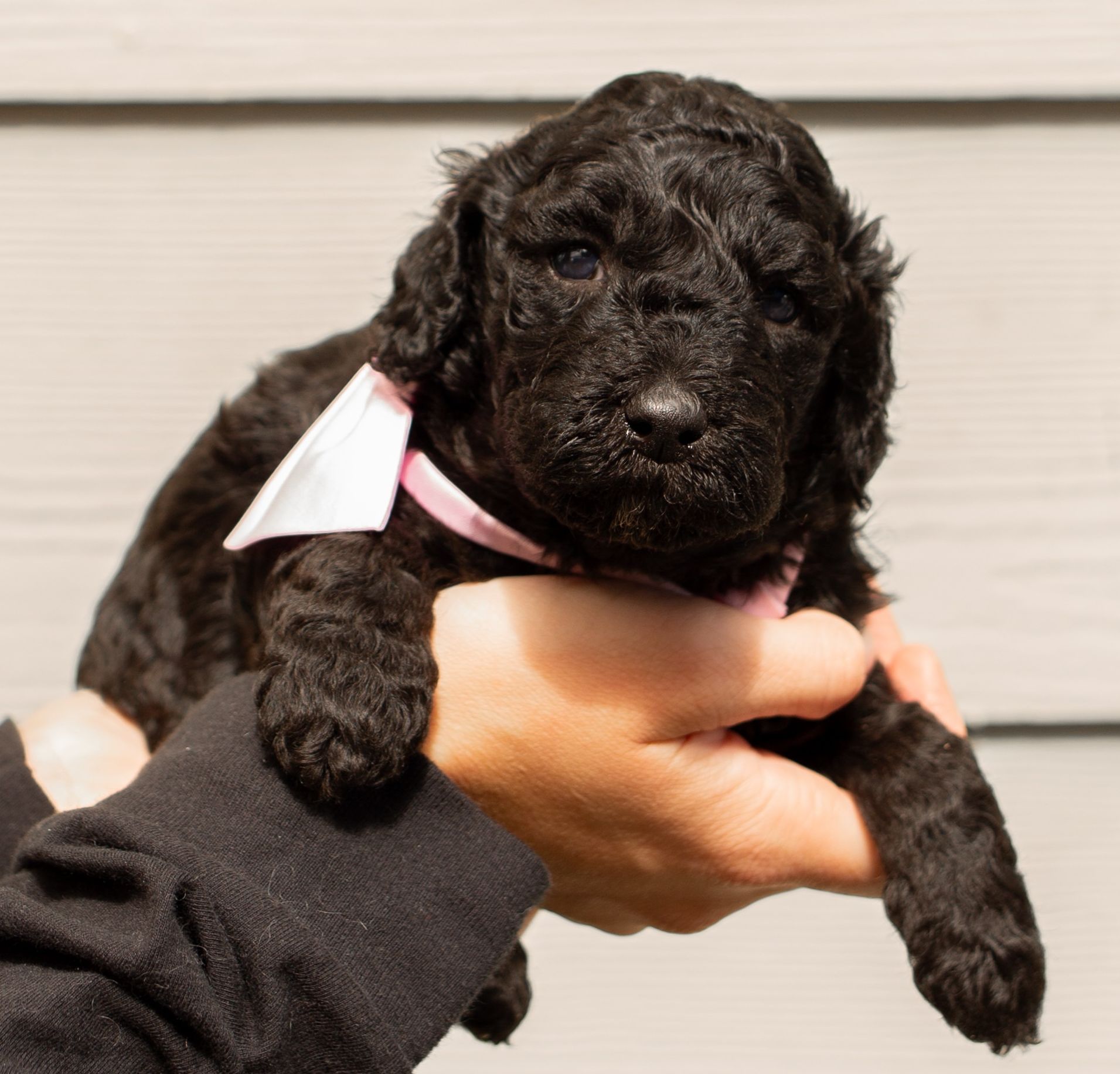 “Sweetie” Australian Labradoodle/Sheepadoodle Puppy – PuppyList