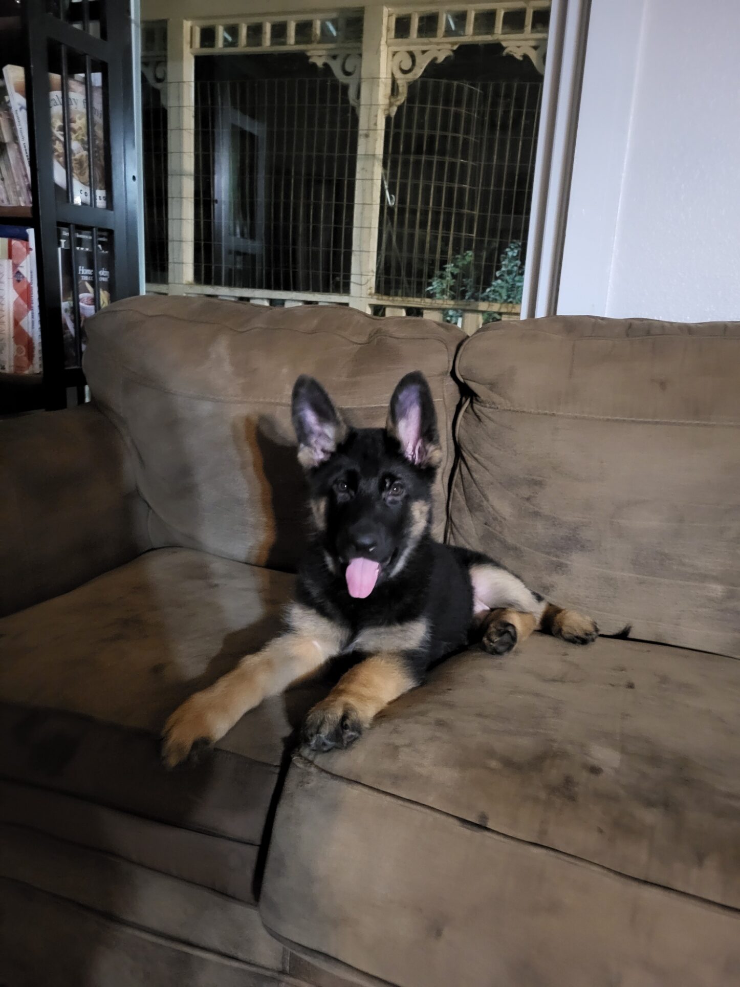 AKC gsd 12 week old puppys – PuppyList