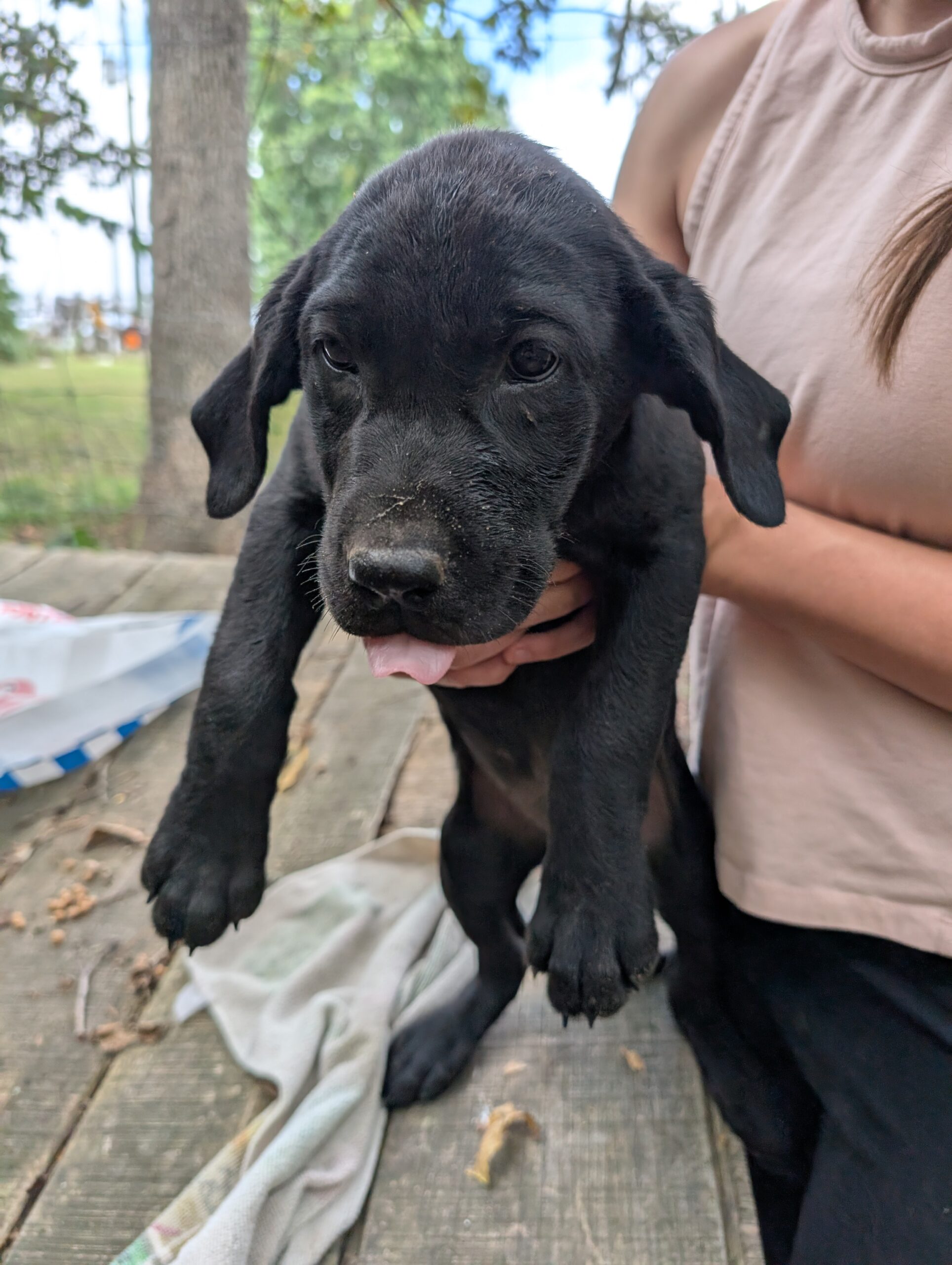 AKC black lab pups – PuppyList