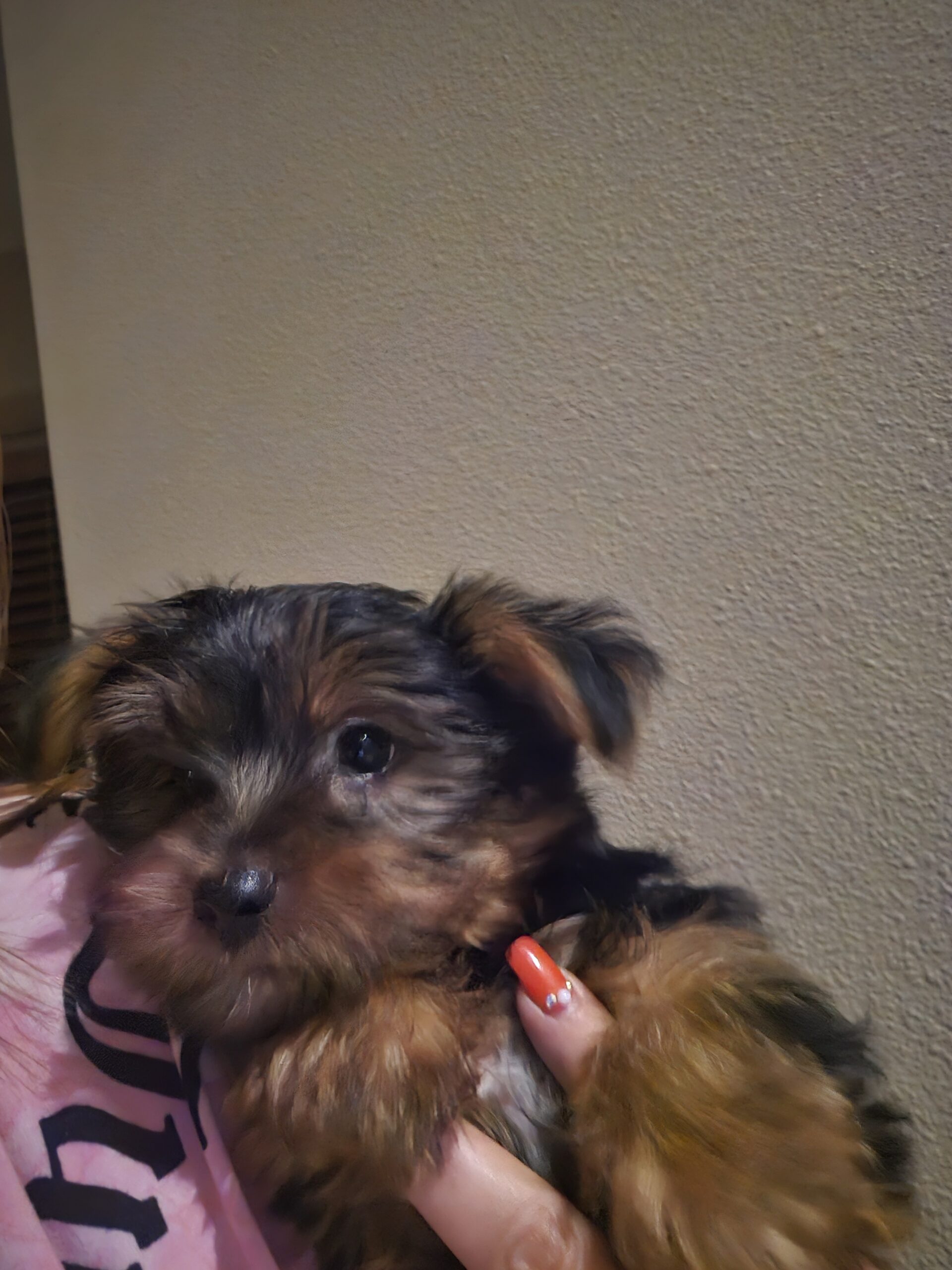 Little yorkie male – PuppyList