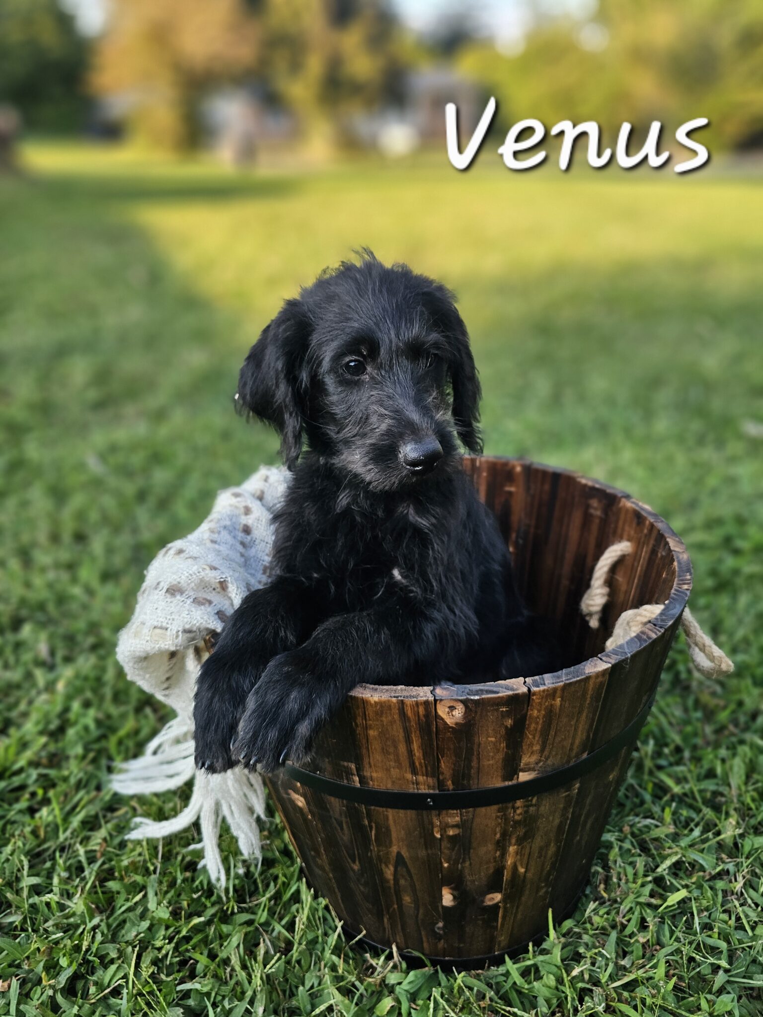 Pure Breed Rottweiler Puppylist