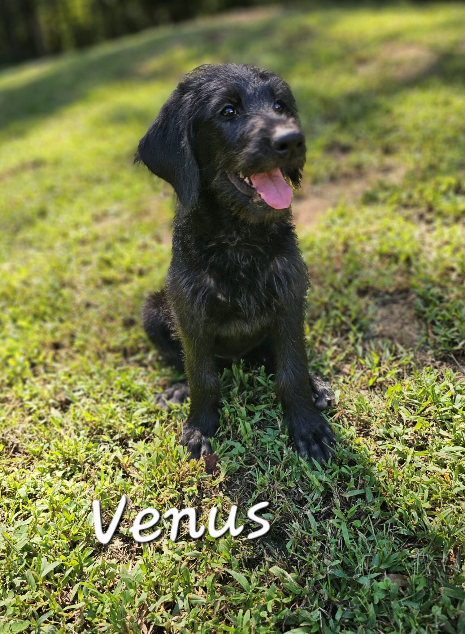 Pure Breed Rottweiler Puppylist