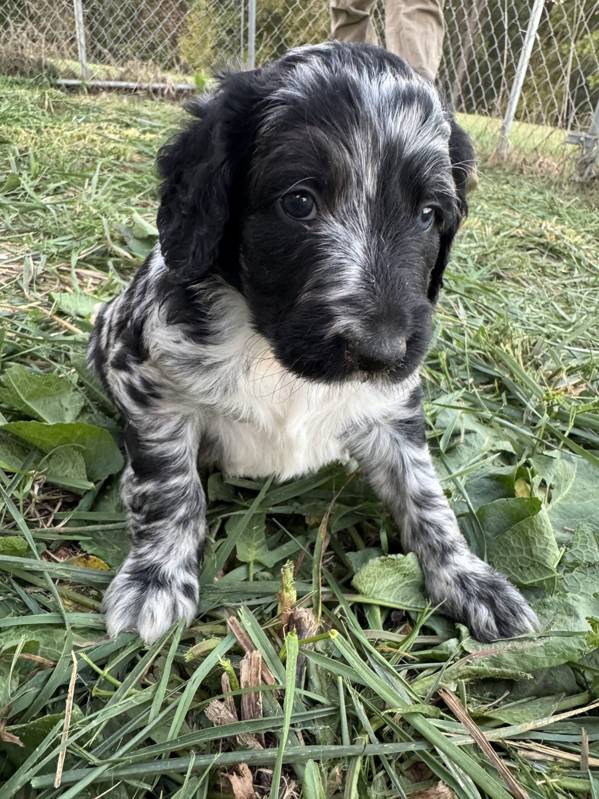 Golden Aussiedoodle – PuppyList