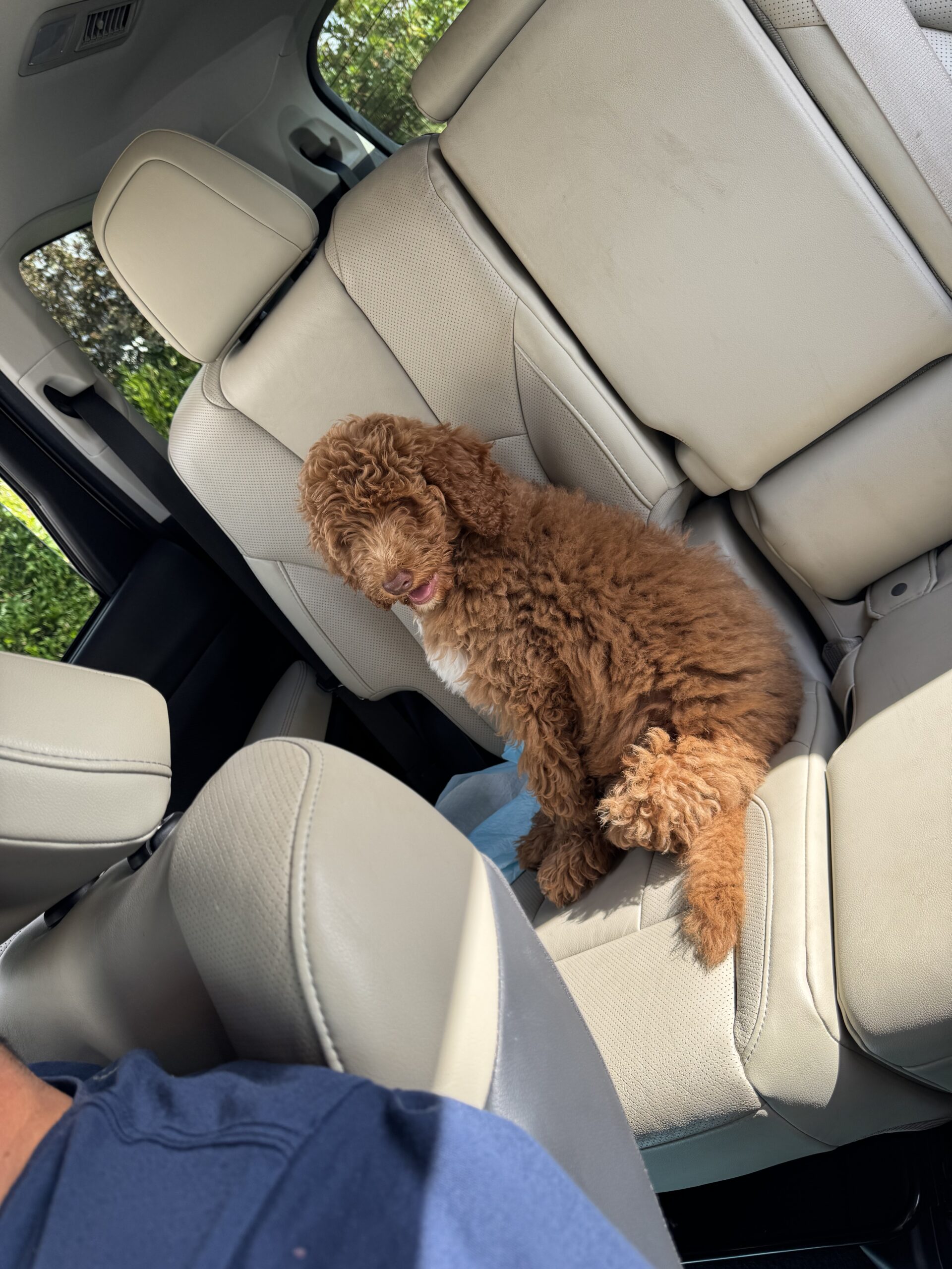 Female Double Doodle – PuppyList