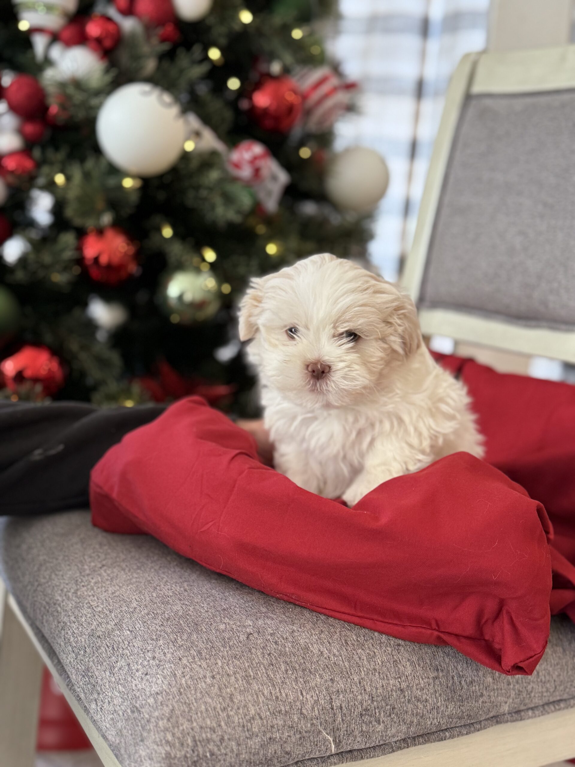 Havashu Puppies – PuppyList