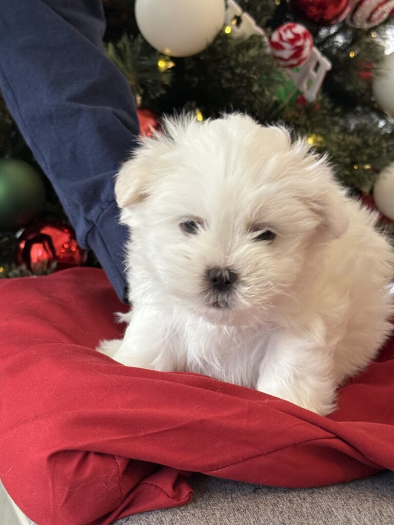 Havashu Puppies – PuppyList