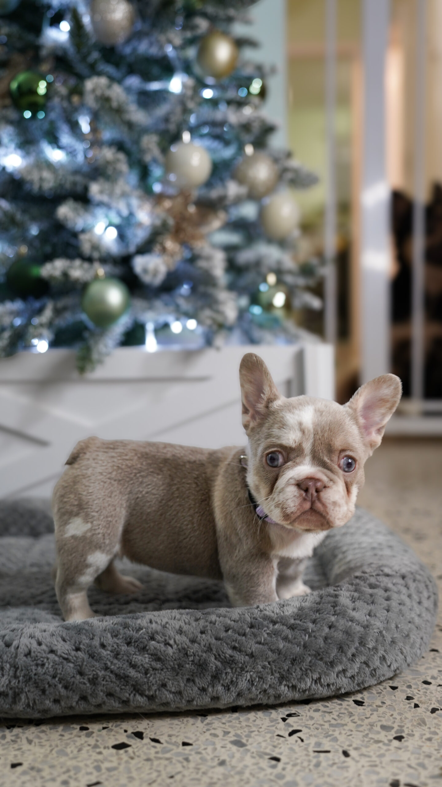 New shade Merle Female Frenchie puppy – PuppyList